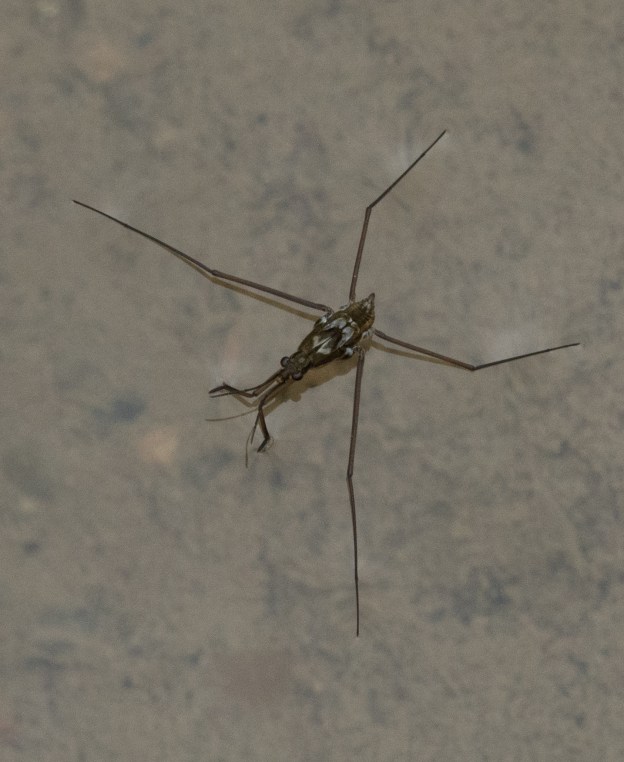 Water Striders in the Little Rouge Creek: Summer 2020 | Miles Hearn