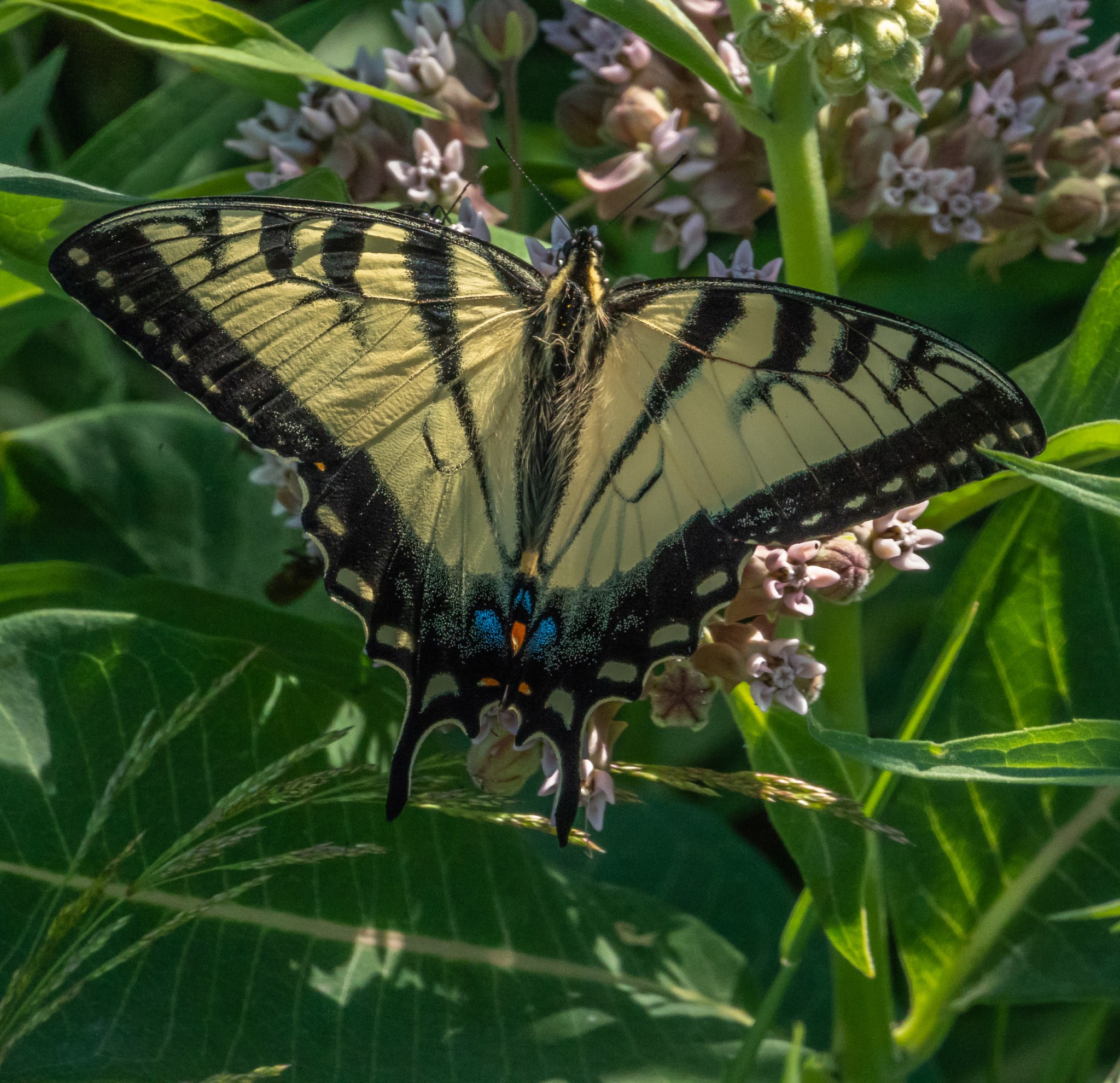 Tiger Swallowtail at Beaver River Wetland Trail: July 2020 | Miles Hearn