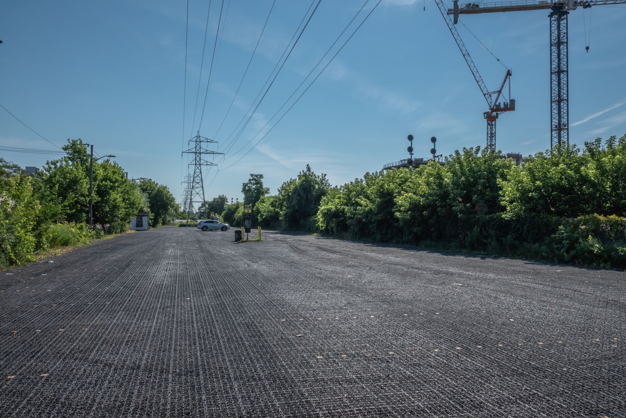 Black Swallowtail in Weedy Parking Lot: July 2020 | Miles Hearn