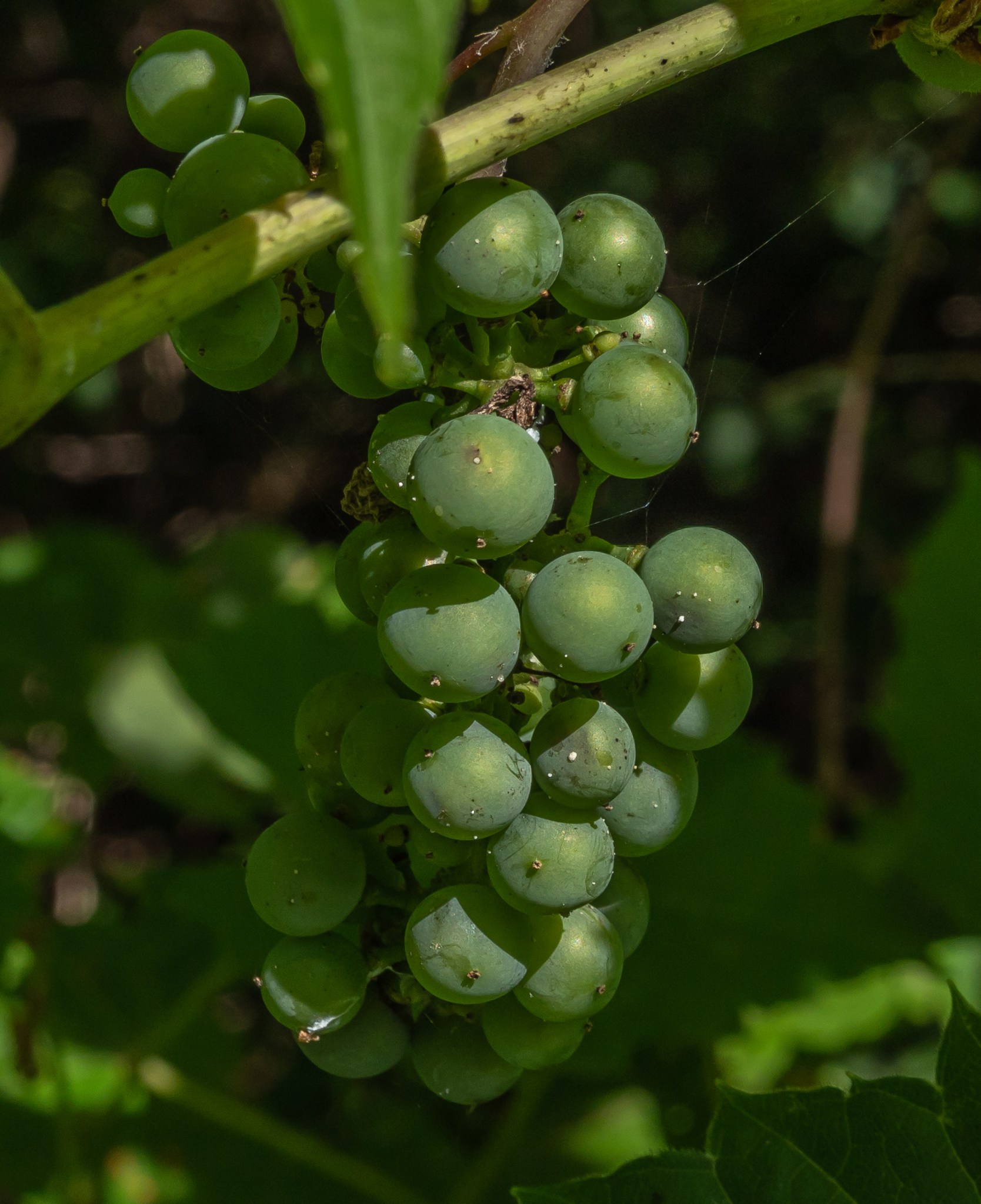 Riverbank Grape Through The Seasons | Miles Hearn
