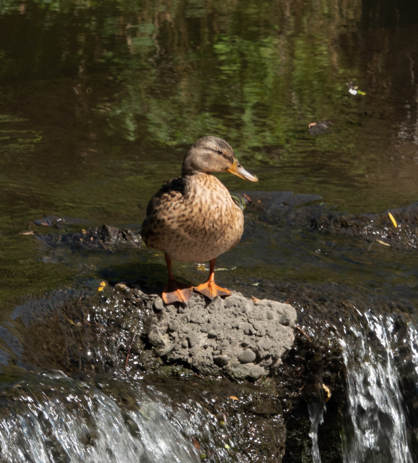Ducks in a Waterfall at Edwards Gardens: July 2020 | Miles Hearn