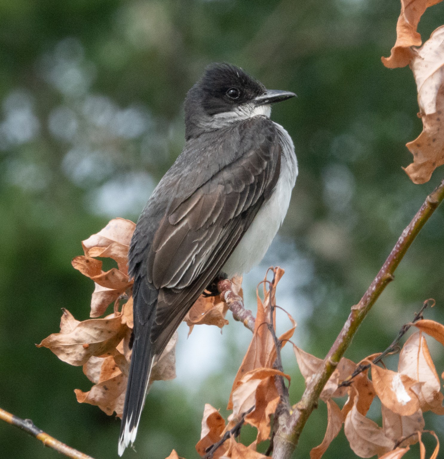 Eastern KIngbird on the Pickering Waterfront Trail: July 2020 | Miles Hearn