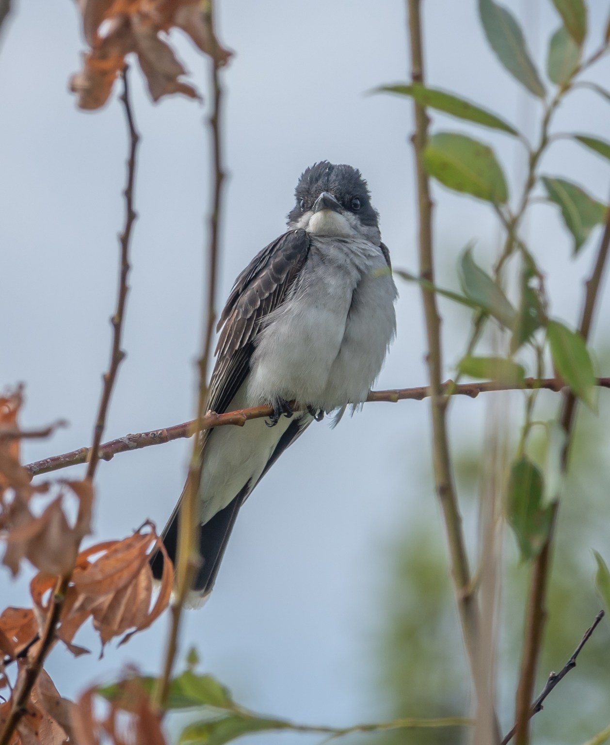 Eastern KIngbird on the Pickering Waterfront Trail: July 2020 | Miles Hearn