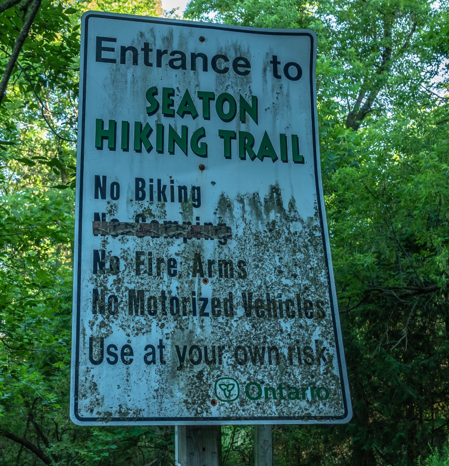 Seaton Trail north of Whitevale: July 2020 | Miles Hearn