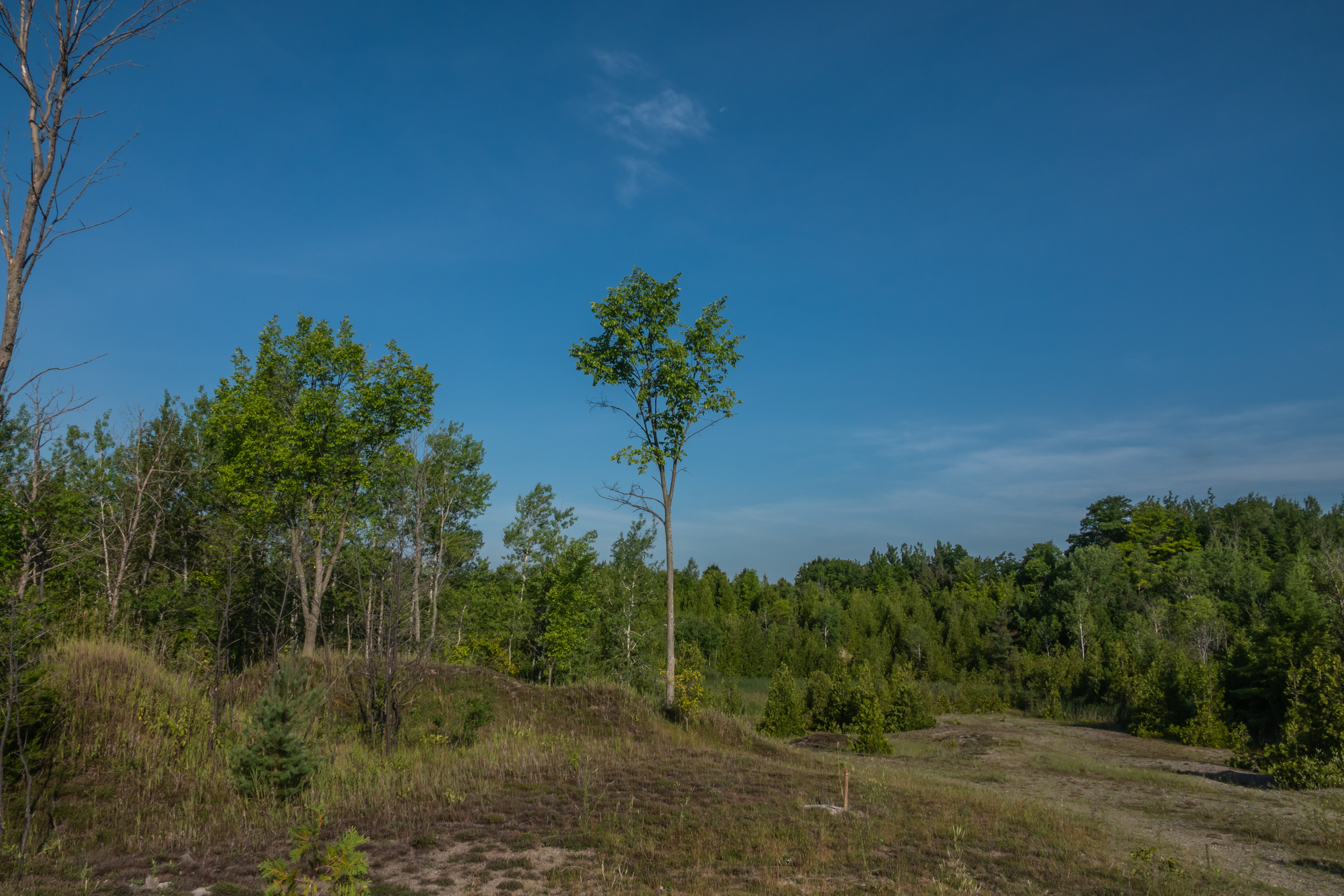 Seaton Trail north of Whitevale: July 2020 | Miles Hearn