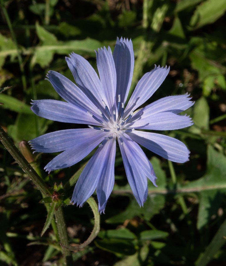 Chicory: Miles Hearn | Miles Hearn