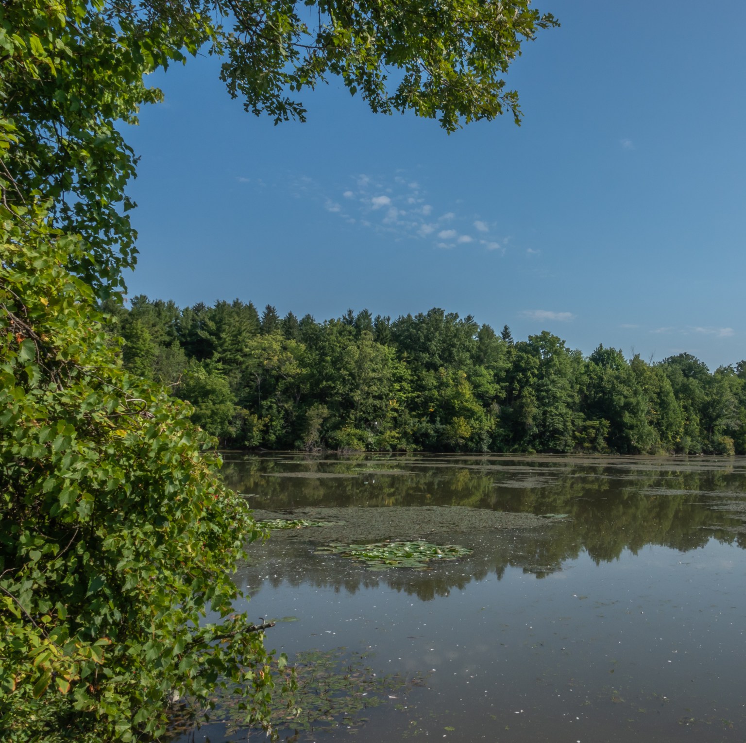 Lesser Yellowlegs at Milne Dam Conservation Park: August 2020 | Miles Hearn