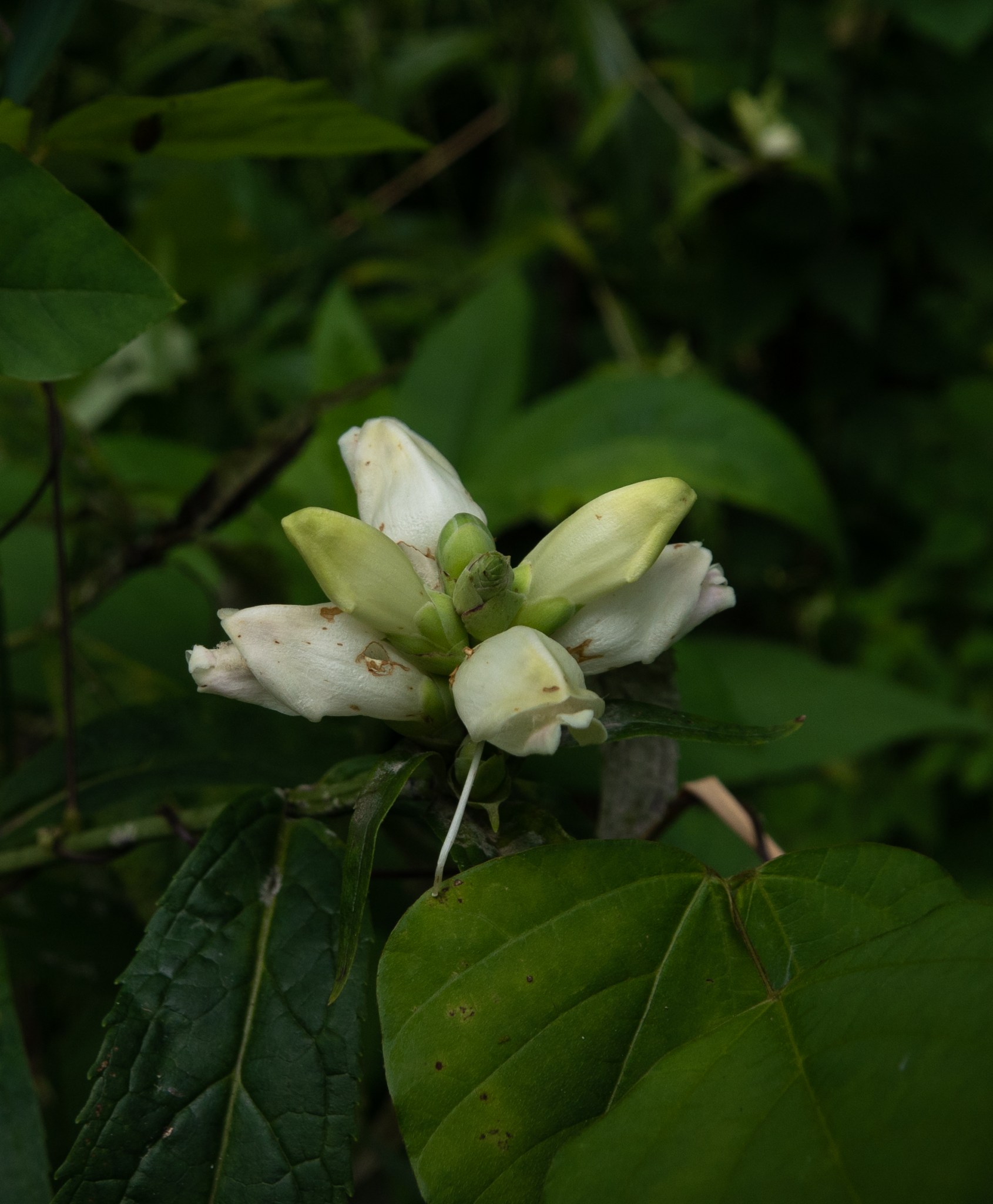 Snails and Turtlehead in the St. Clair Ravine: August 2020 | Miles Hearn