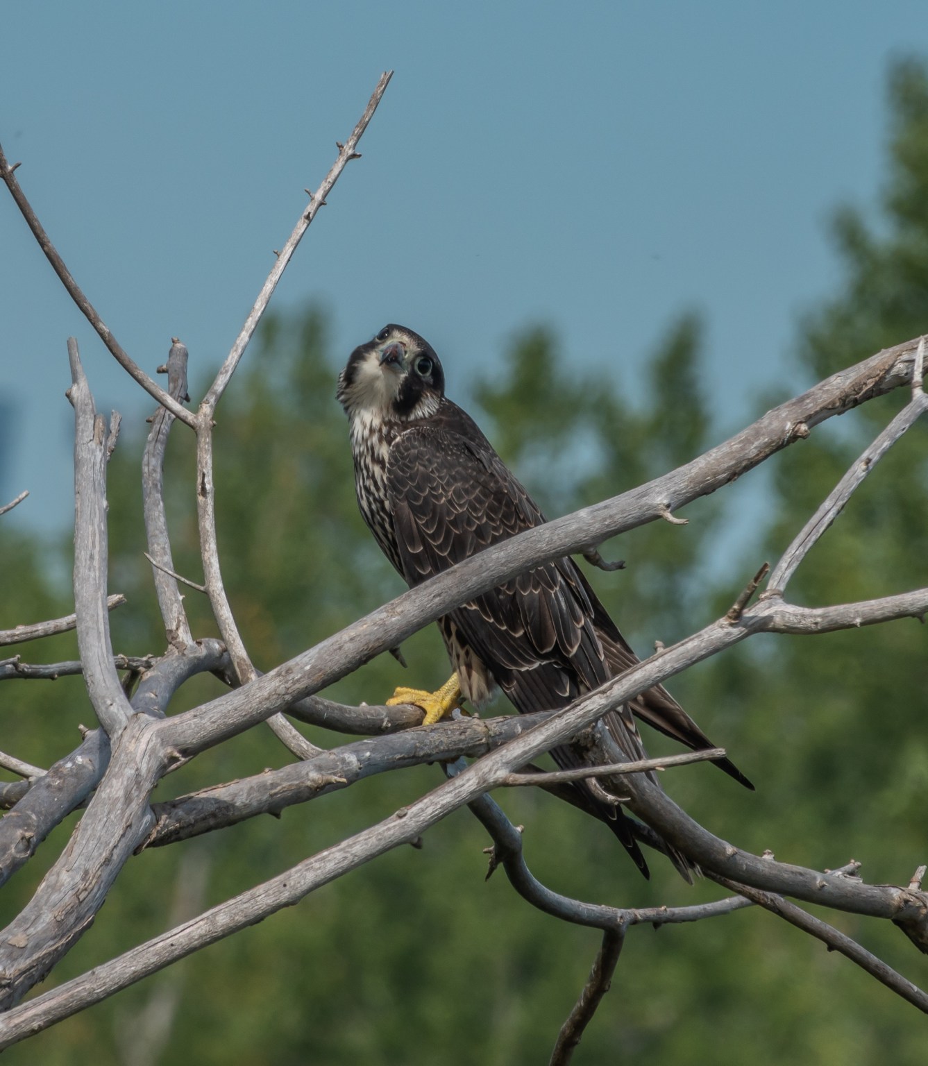 Peregrine Falcon at Tommy Thompson Park: September 2020 | Miles Hearn