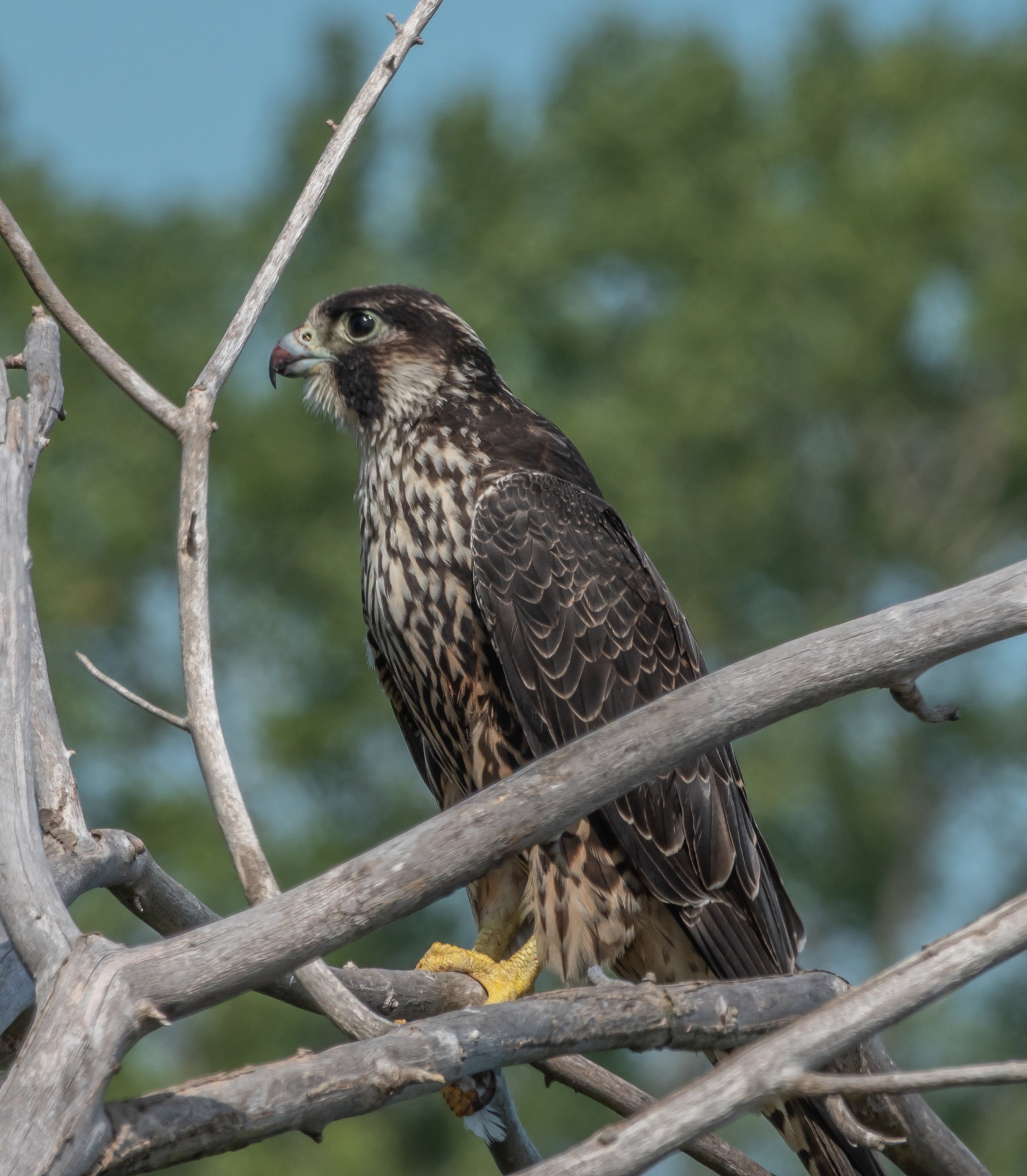 Peregrine Falcon at Tommy Thompson Park: September 2020 | Miles Hearn