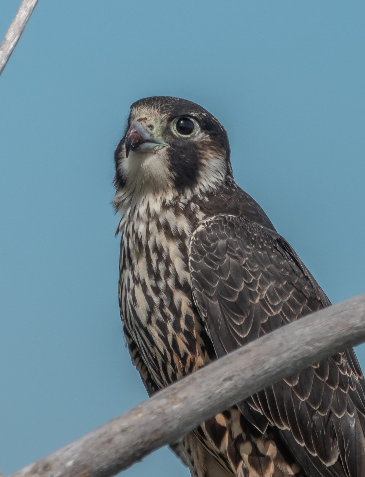 Peregrine Falcon at Tommy Thompson Park: September 2020 | Miles Hearn