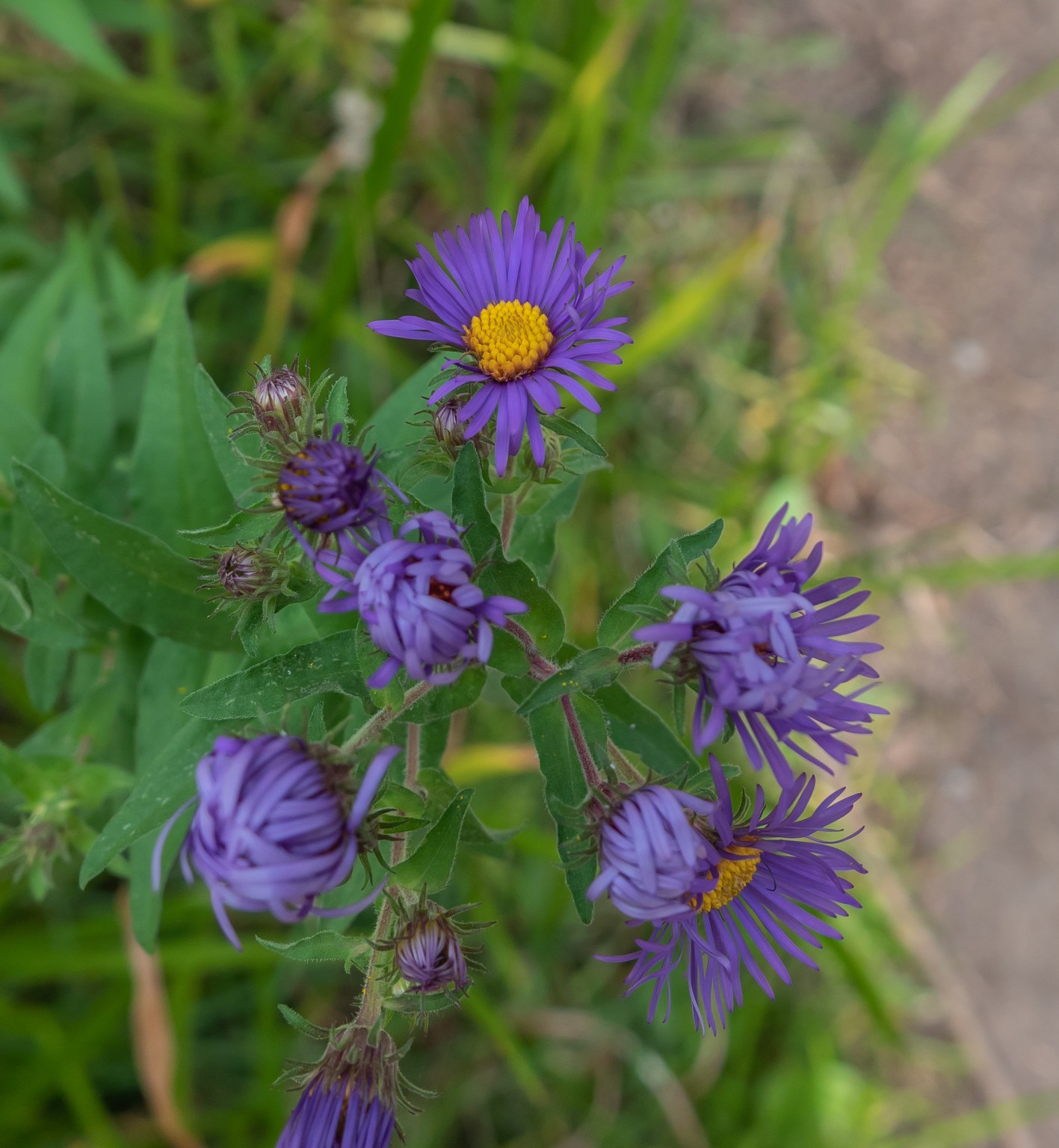 Sky-blue Aster and Wood Ducks at High Park: September 17, 2020 | Miles ...