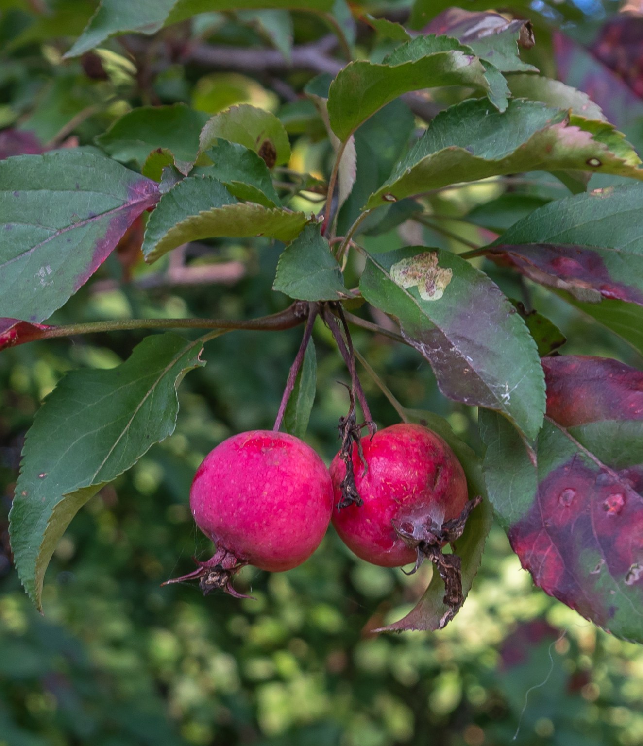 Apple Trees Through The Seasons | Miles Hearn