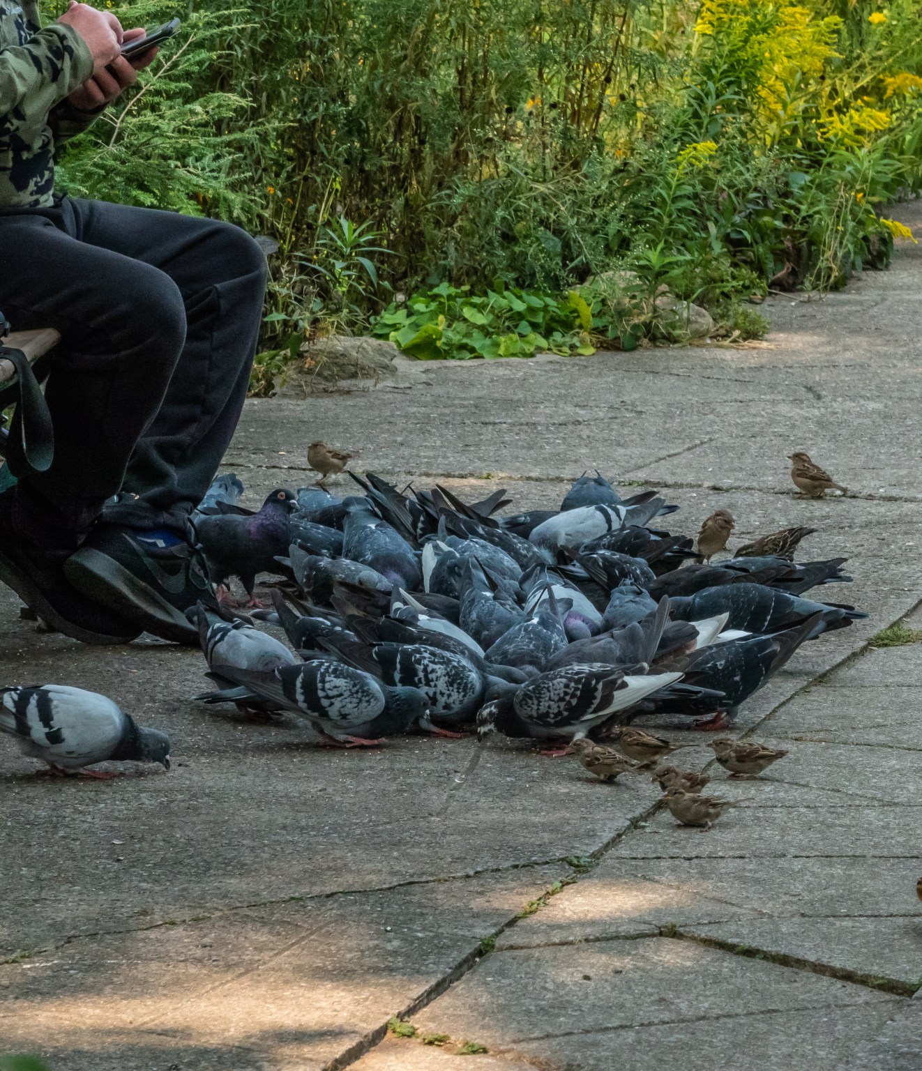 Hungry Birds in High Park: September 22, 2020 | Miles Hearn