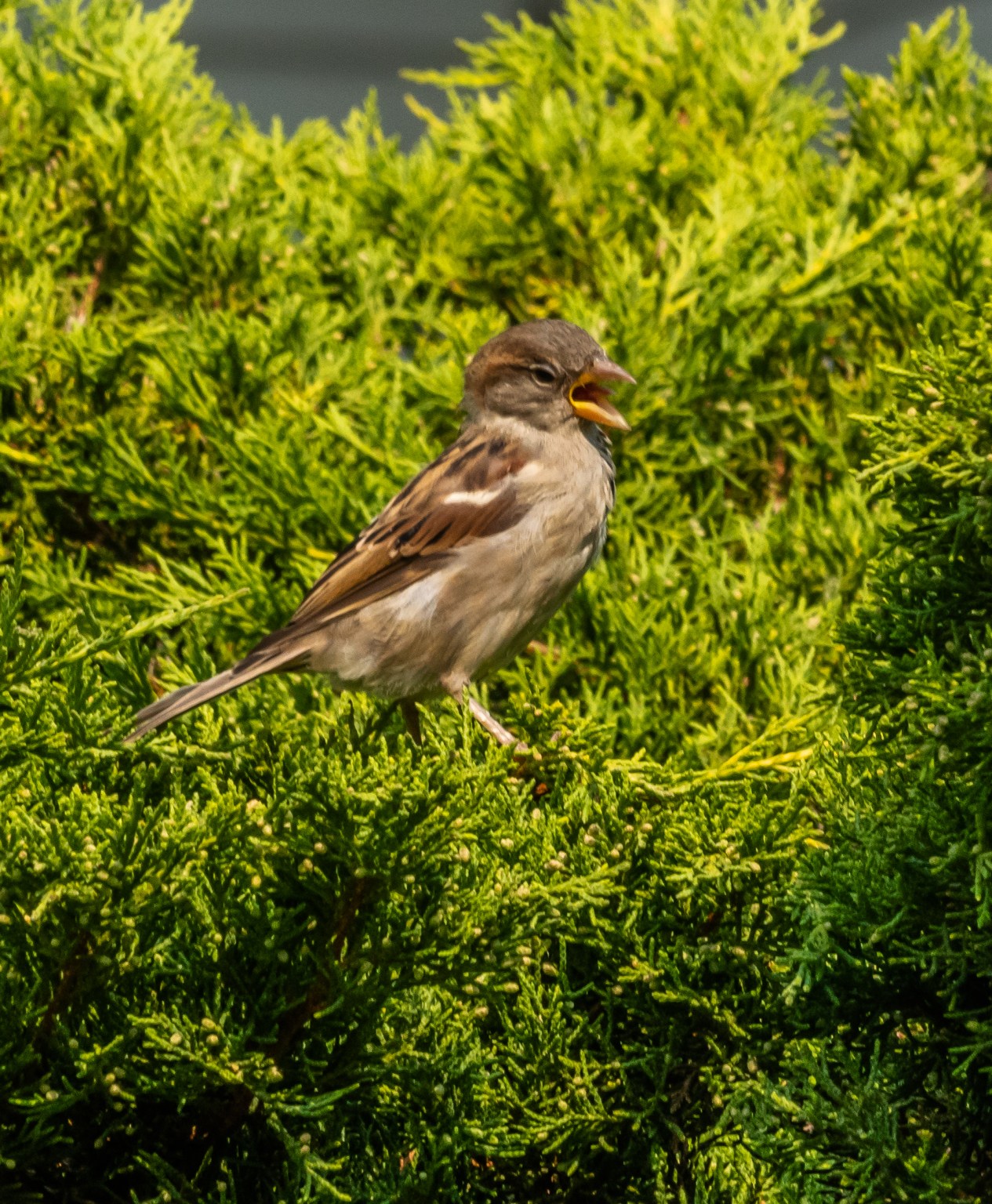 Hungry Birds in High Park: September 22, 2020 | Miles Hearn