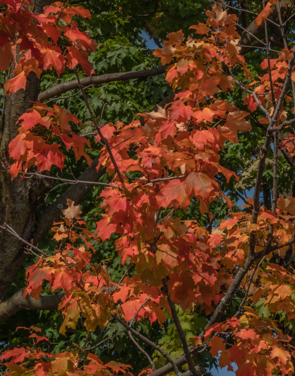 Sugar Maple Through the Seasons | Miles Hearn