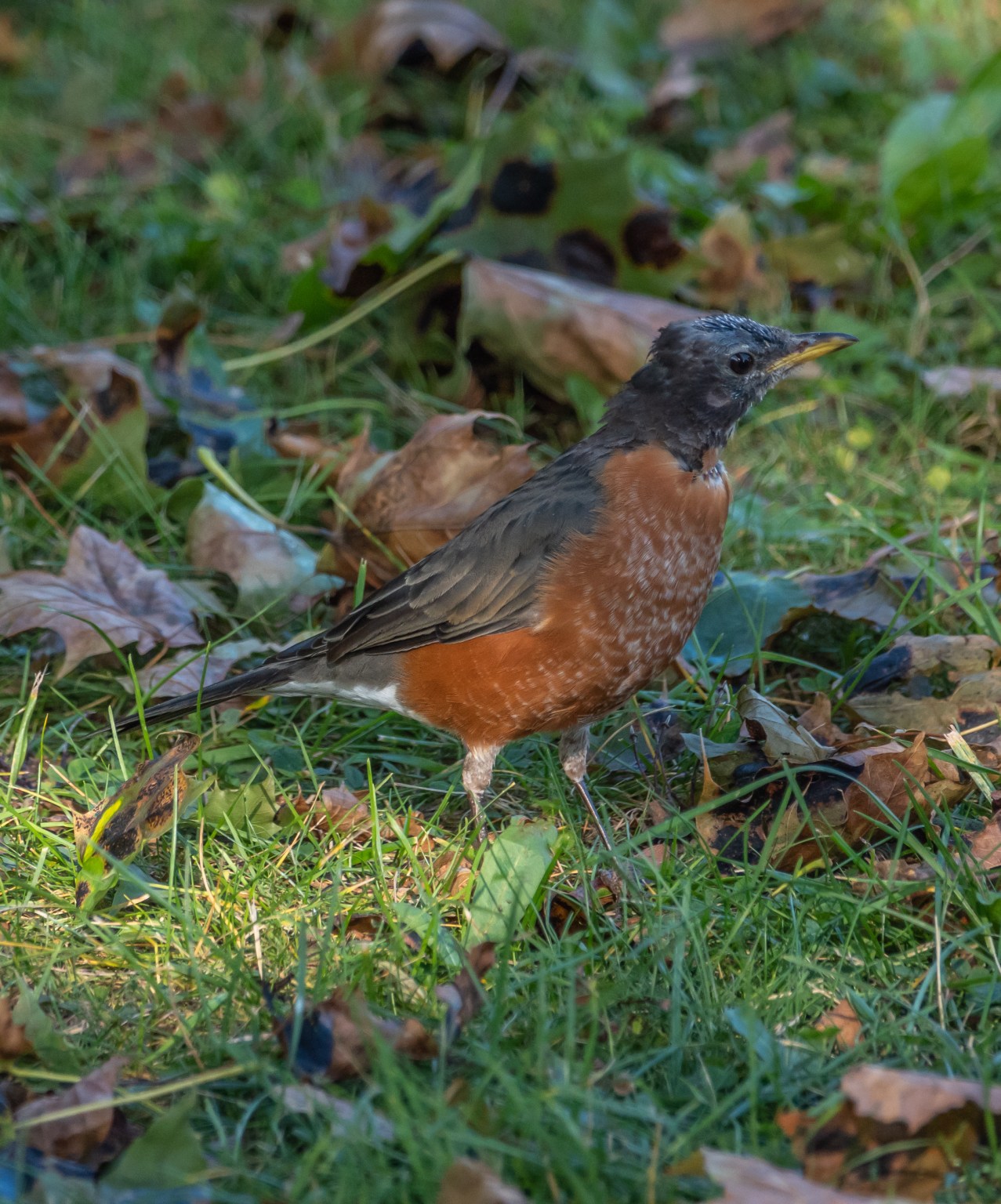 American Robins at Thompson Park; September 23. 2020 | Miles Hearn