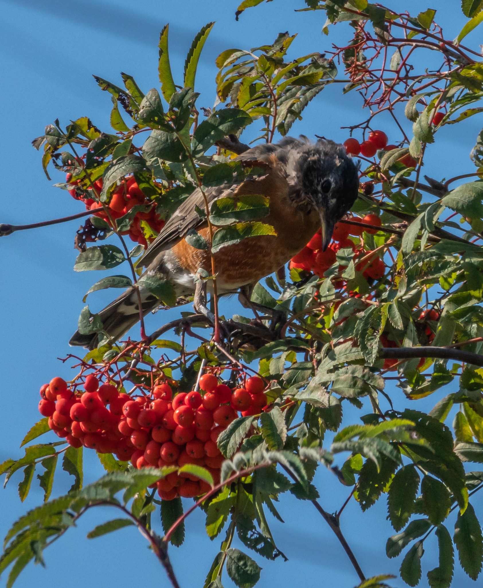 American Robins at Thompson Park; September 23. 2020 | Miles Hearn