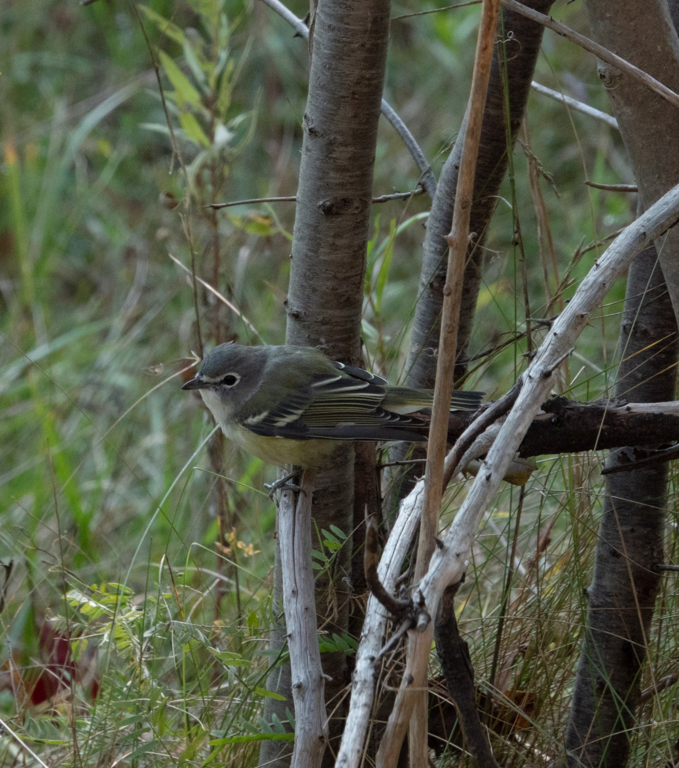 Blue-headed Vireo at Lambton Woods: October 8, 2020 | Miles Hearn
