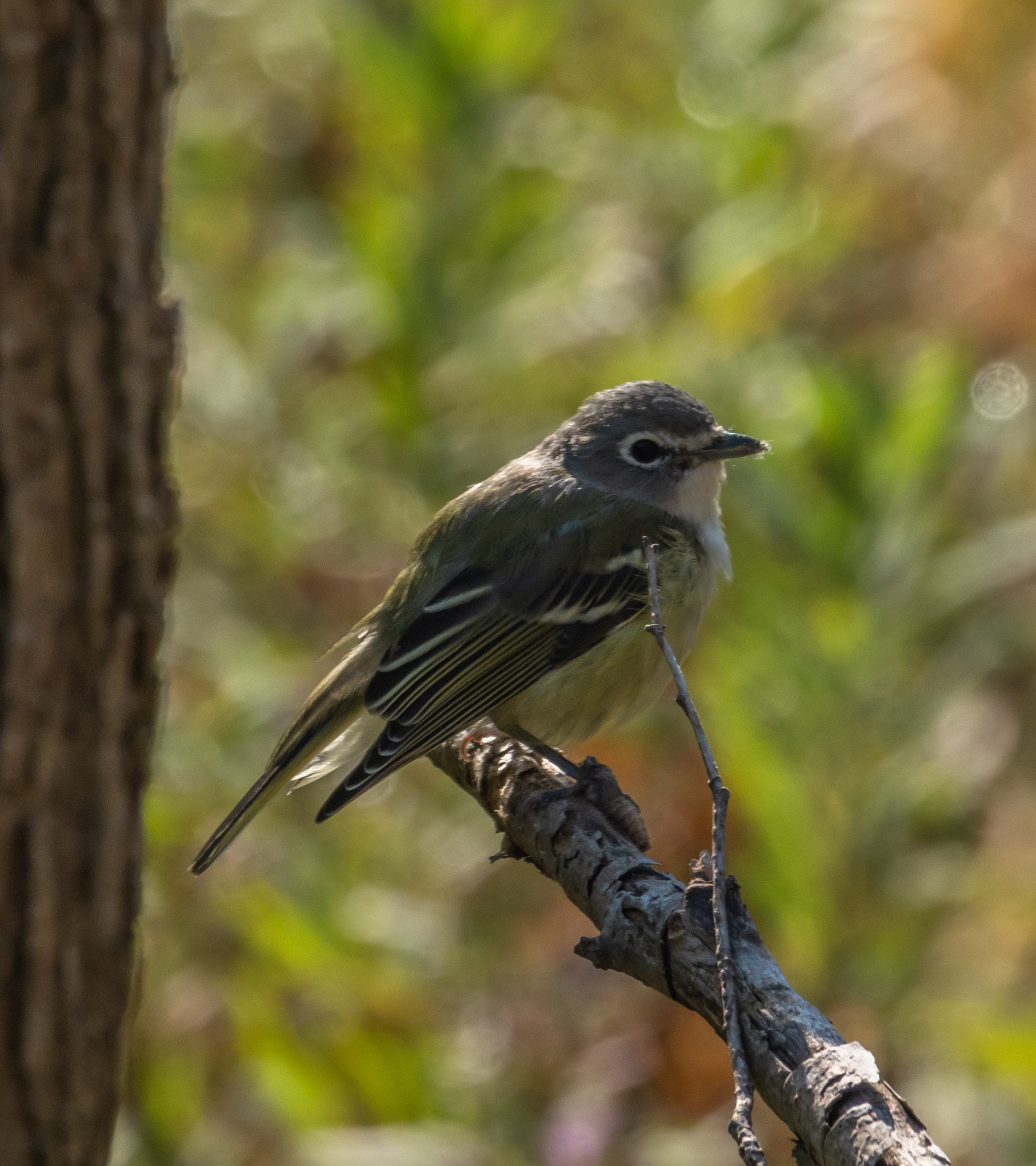 Blue-headed Vireo at Lambton Woods: October 8, 2020 | Miles Hearn