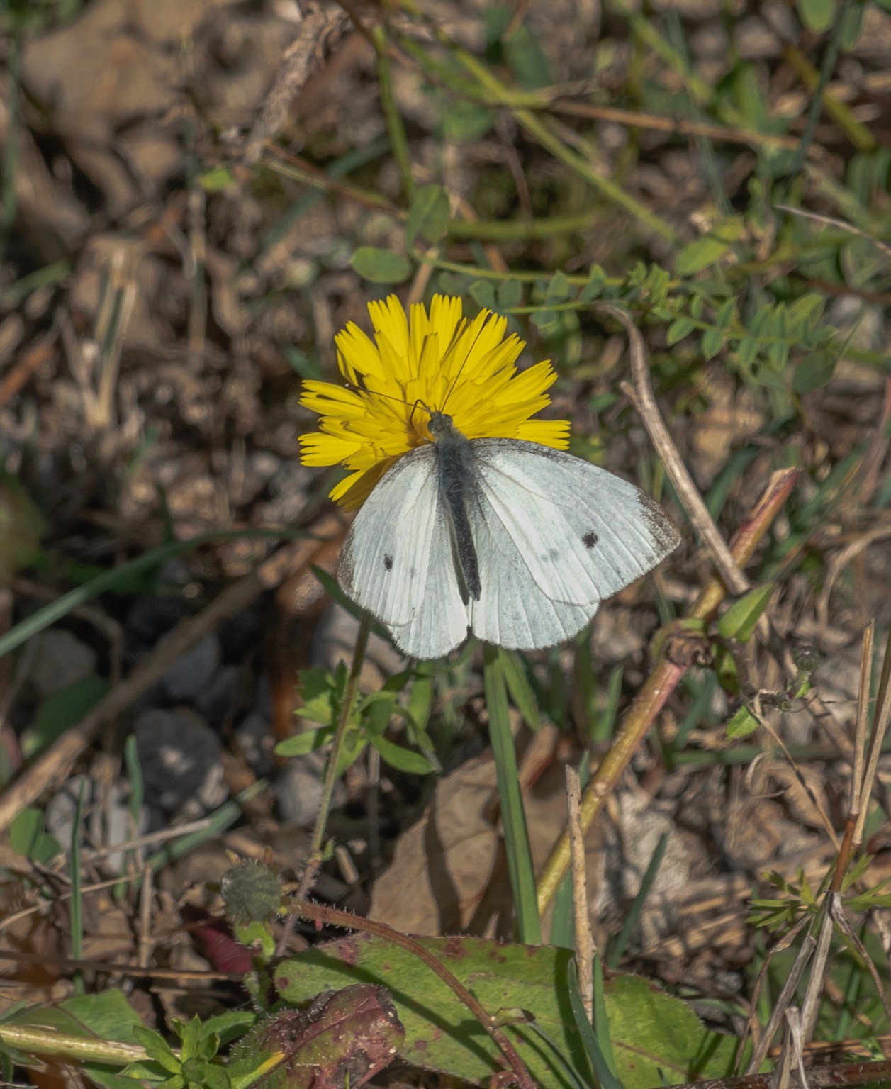 Clouded Sulphur Butterfly at the Guild Inn: October 14, 2020 | Miles Hearn