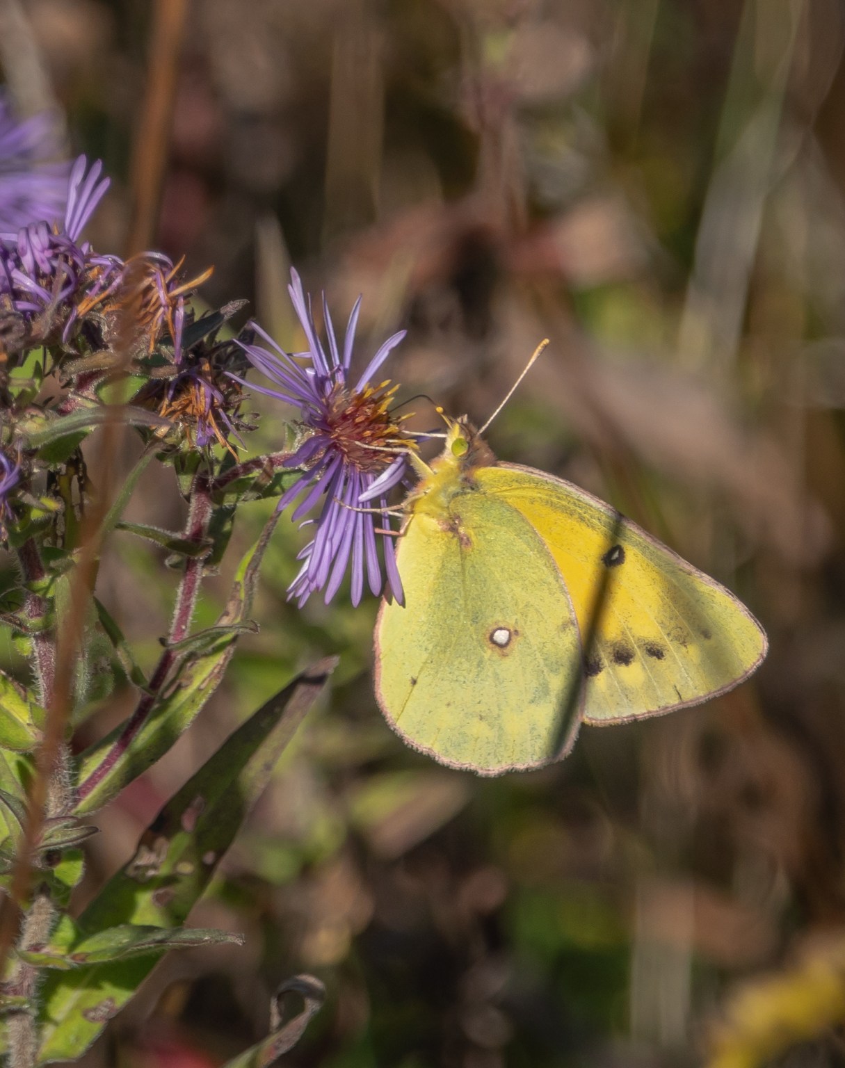 Clouded Sulphur Butterfly at the Guild Inn: October 14, 2020 | Miles Hearn