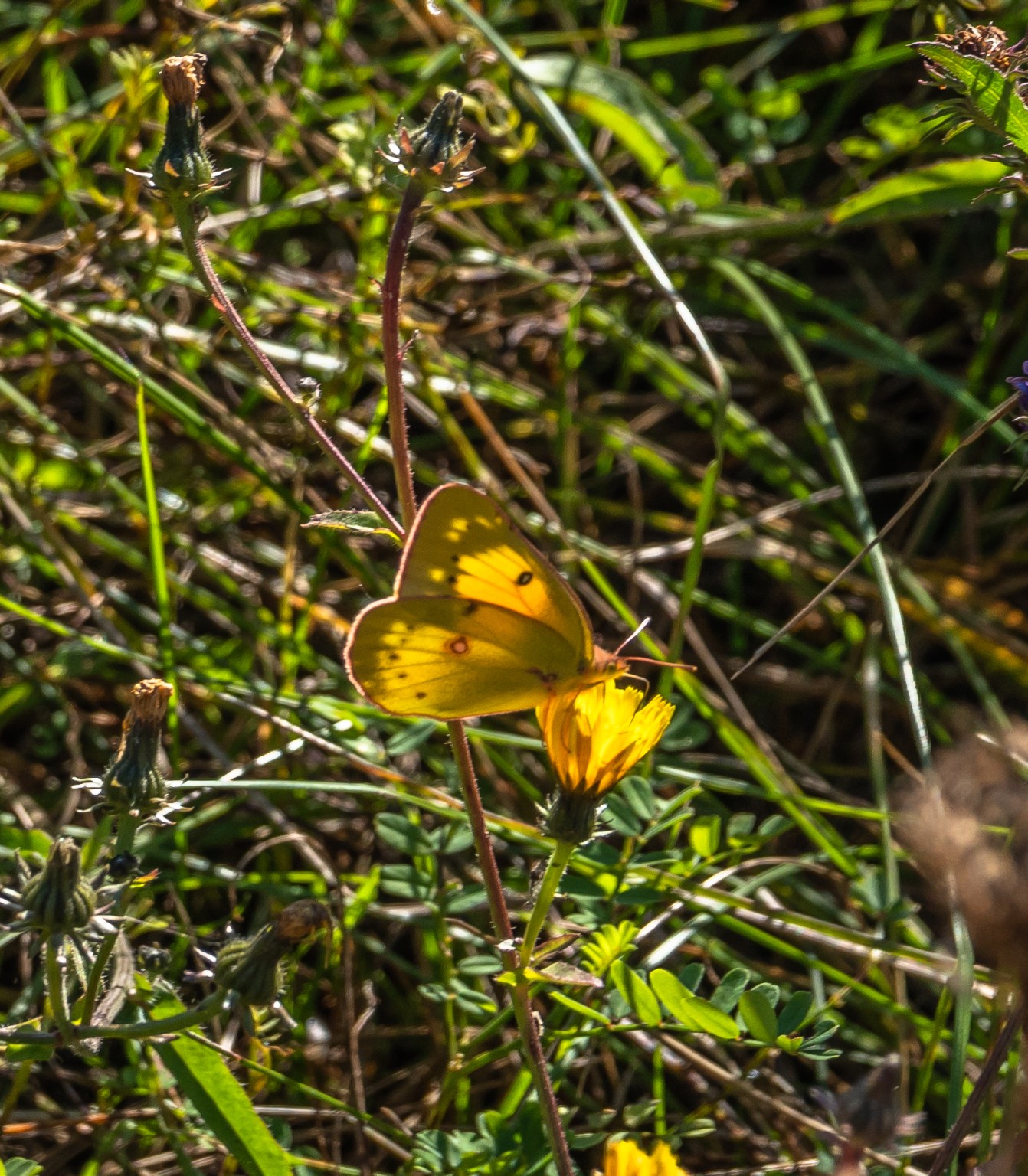 Clouded Sulphur Butterfly at the Guild Inn: October 14, 2020 | Miles Hearn