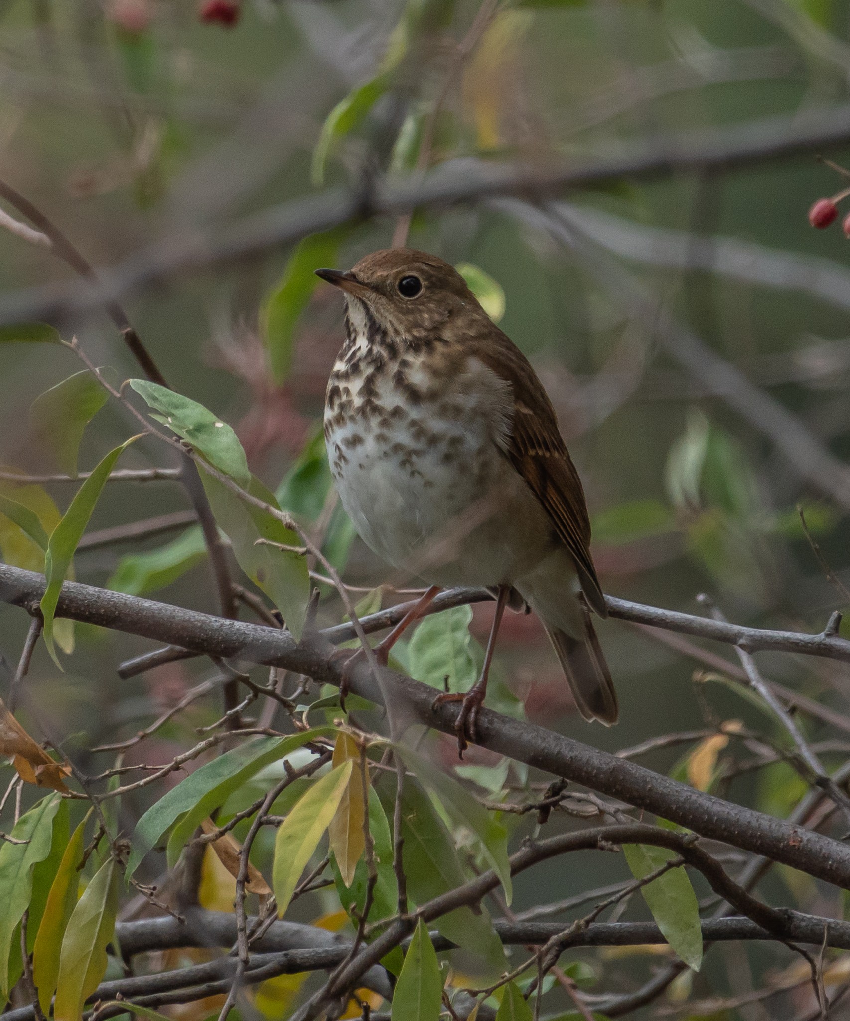 Many Juvenile Robins: July 2021 | Miles Hearn
