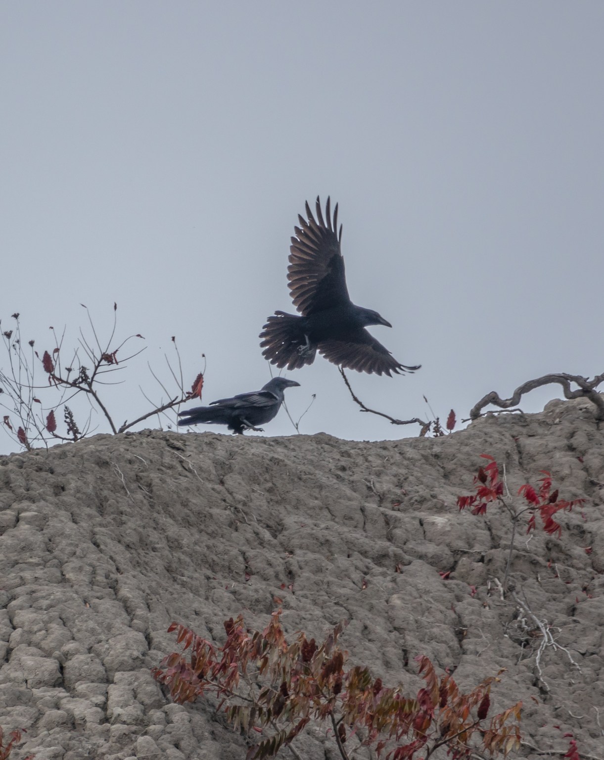 Affectionate Ravens at the Bluffs: October 29, 2020 | Miles Hearn