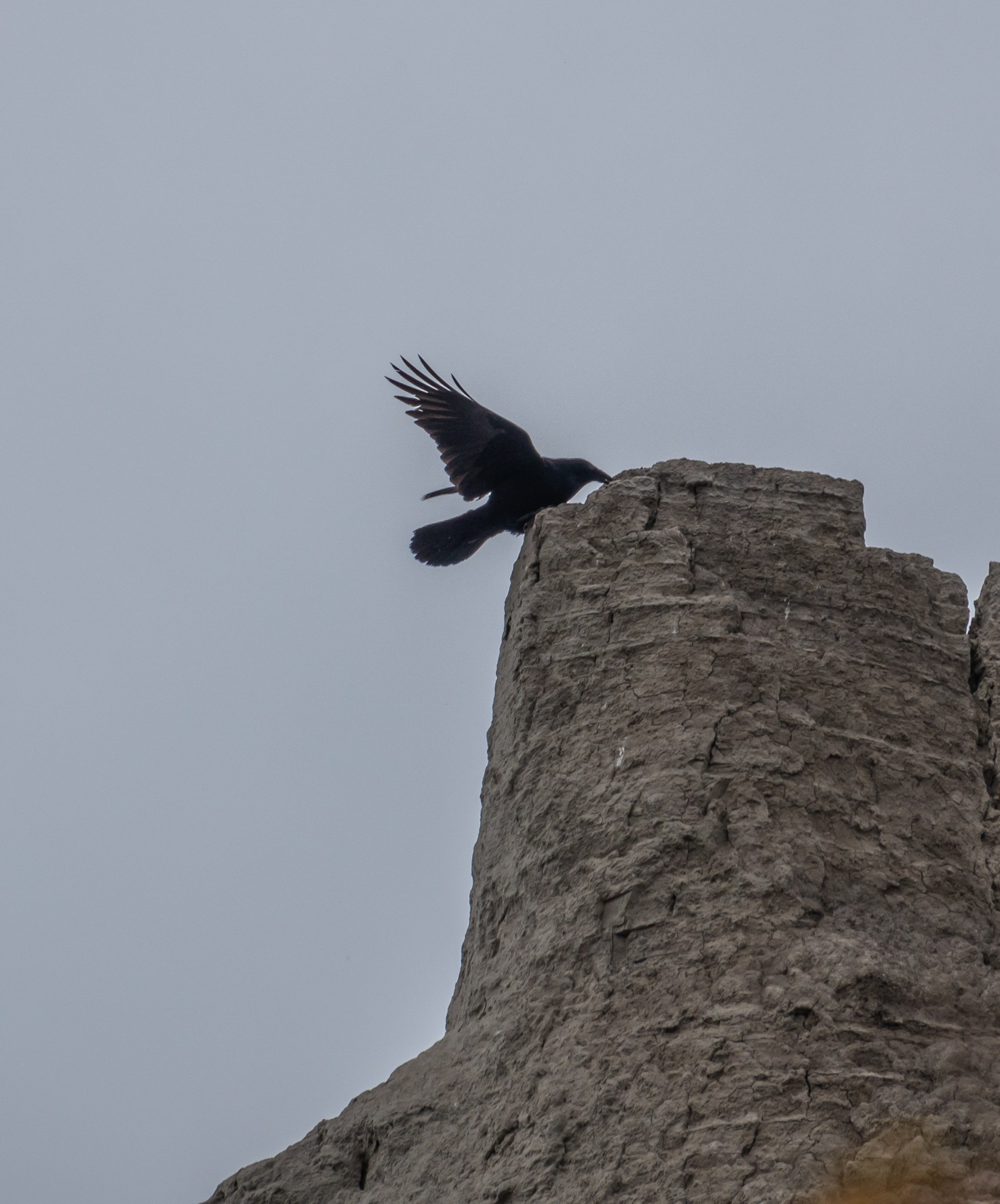 Affectionate Ravens at the Bluffs: October 29, 2020 | Miles Hearn