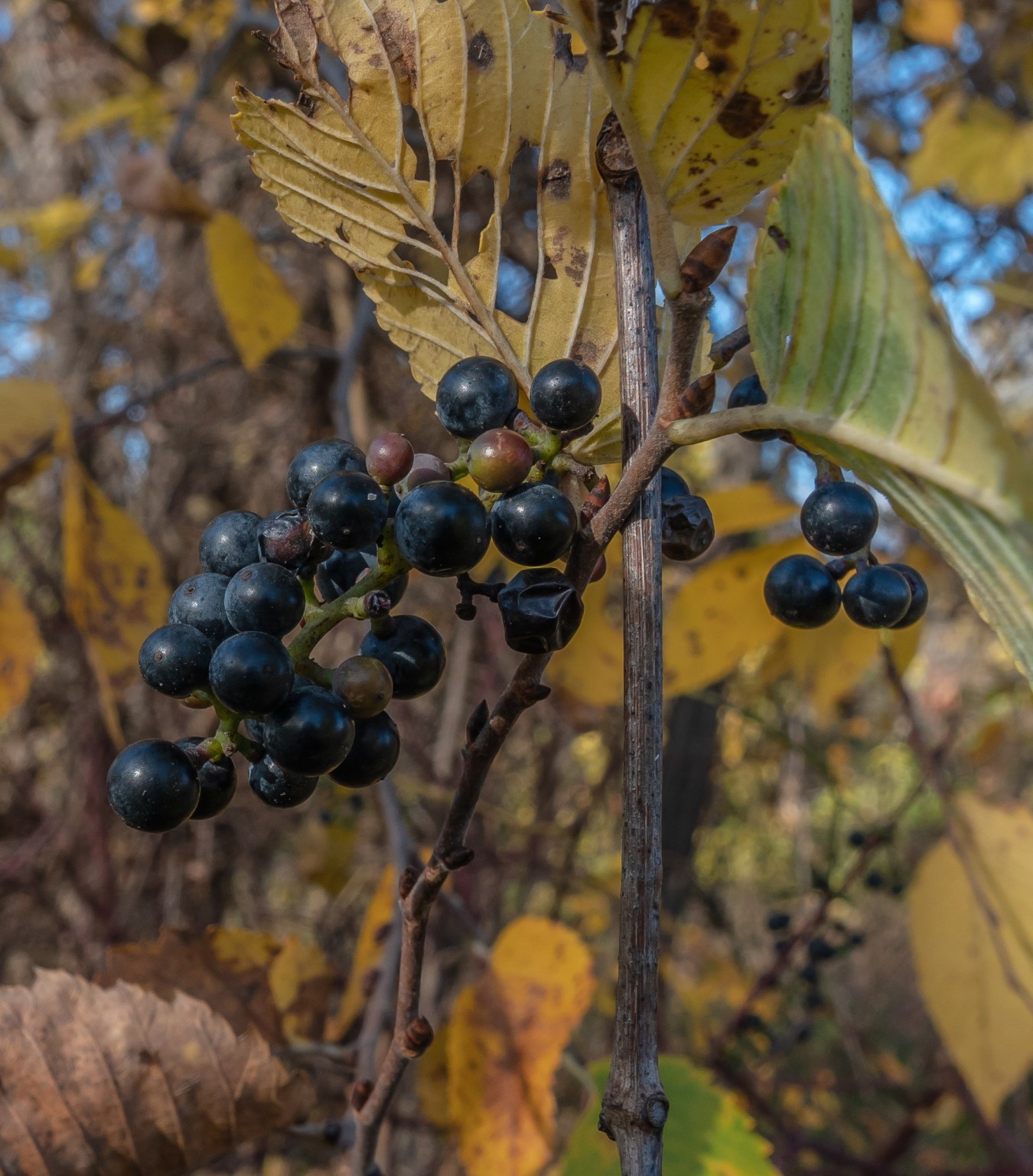 Riverbank Grape Through The Seasons | Miles Hearn