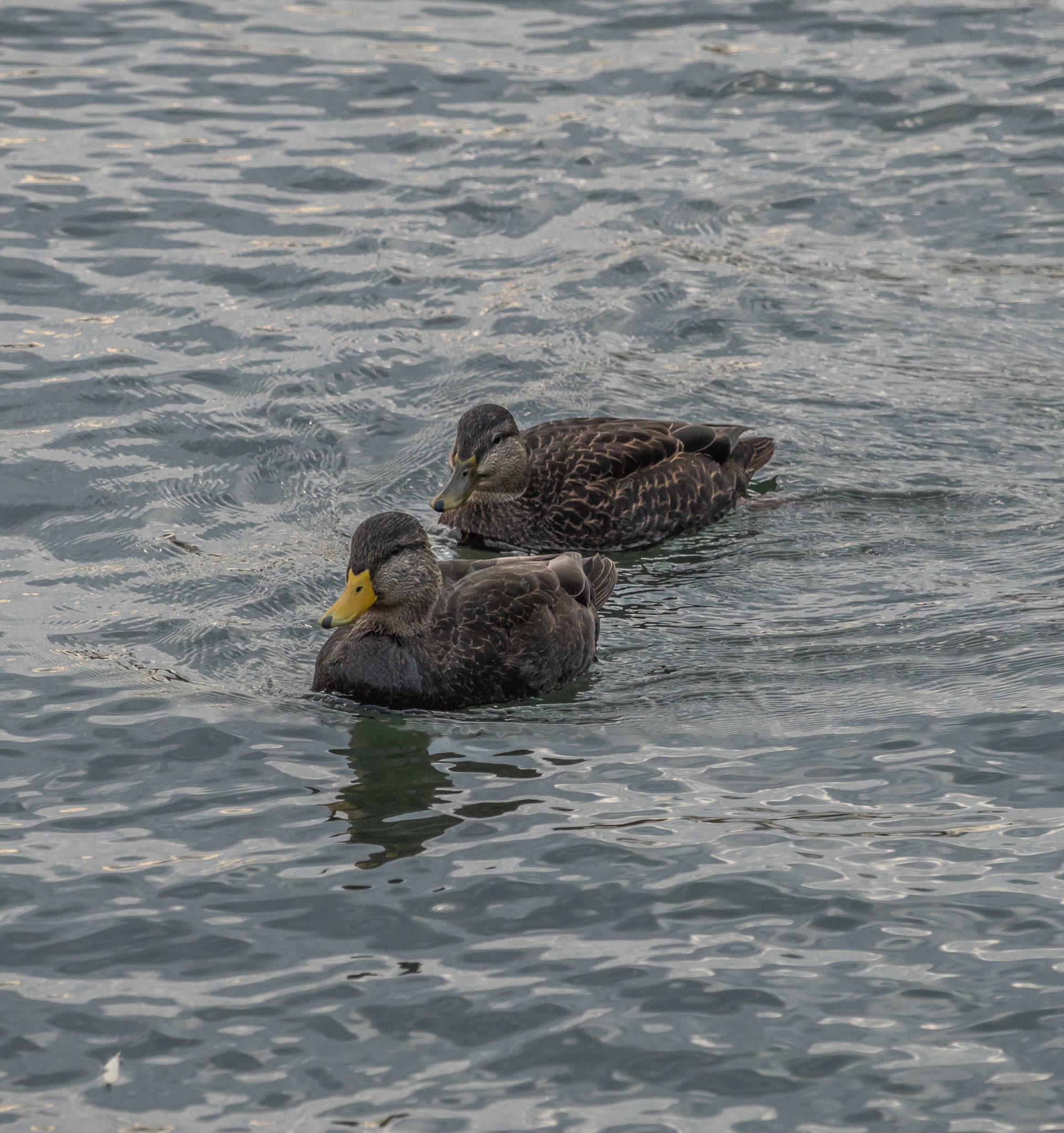 Mallard Hybrid Duck at the Bluffs: November 11, 2020 | Miles Hearn