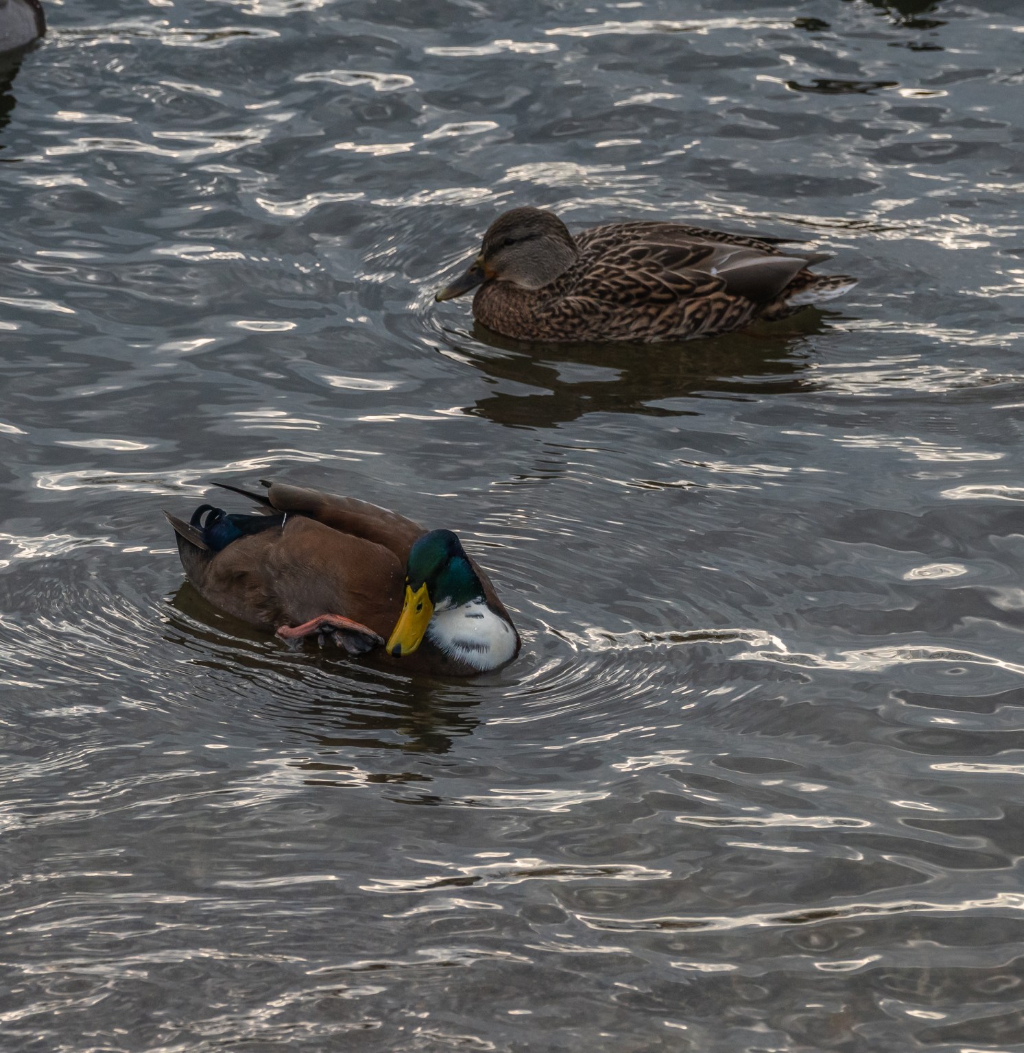 Mallard Hybrid Duck at the Bluffs: November 11, 2020 | Miles Hearn