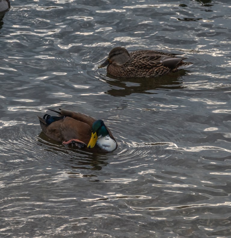 Mallard Hybrid Duck at the Bluffs: November 11, 2020 | Miles Hearn