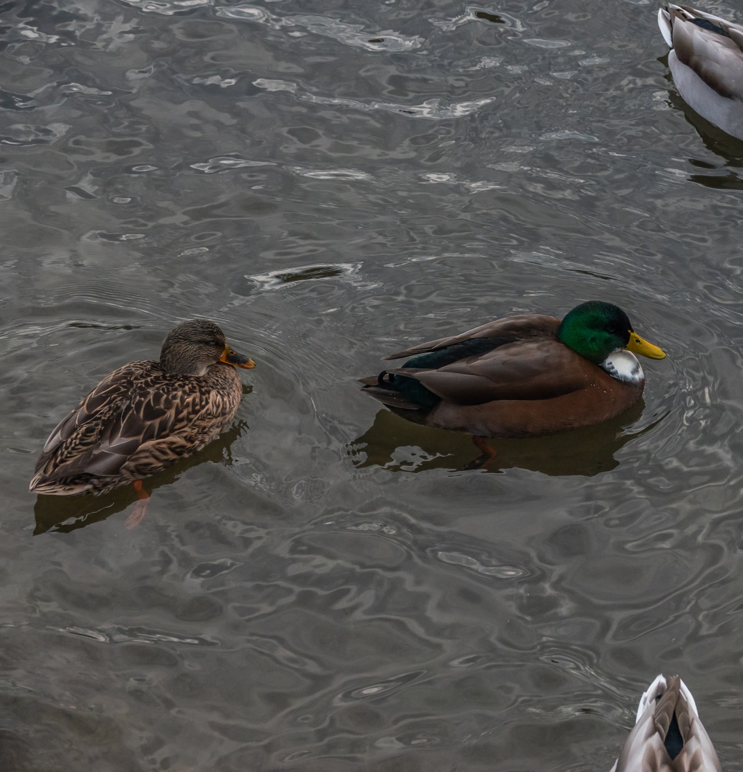 Mallard Hybrid Duck at the Bluffs: November 11, 2020 | Miles Hearn