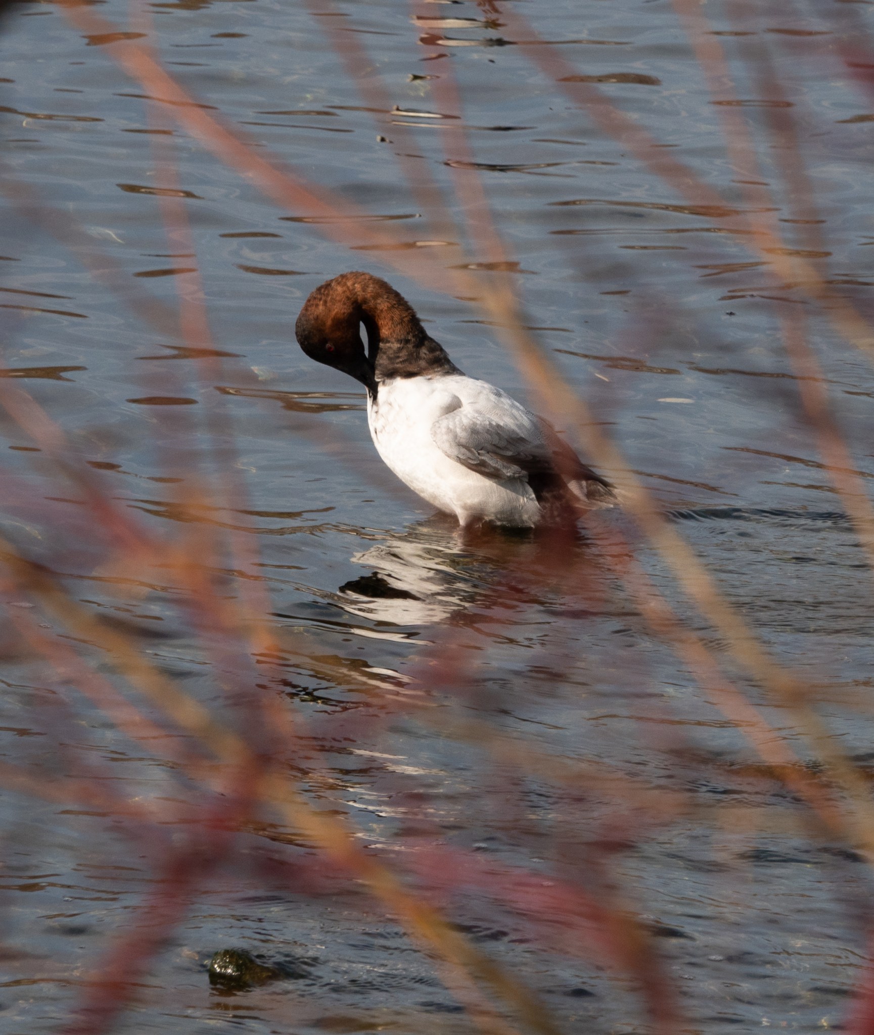 Identification of 9 Diving Duck Species: A Photographic Guide | Miles Hearn