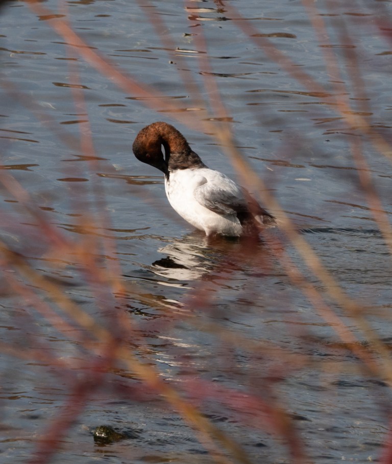 Identification of 9 Diving Duck Species: A Photographic Guide | Miles Hearn