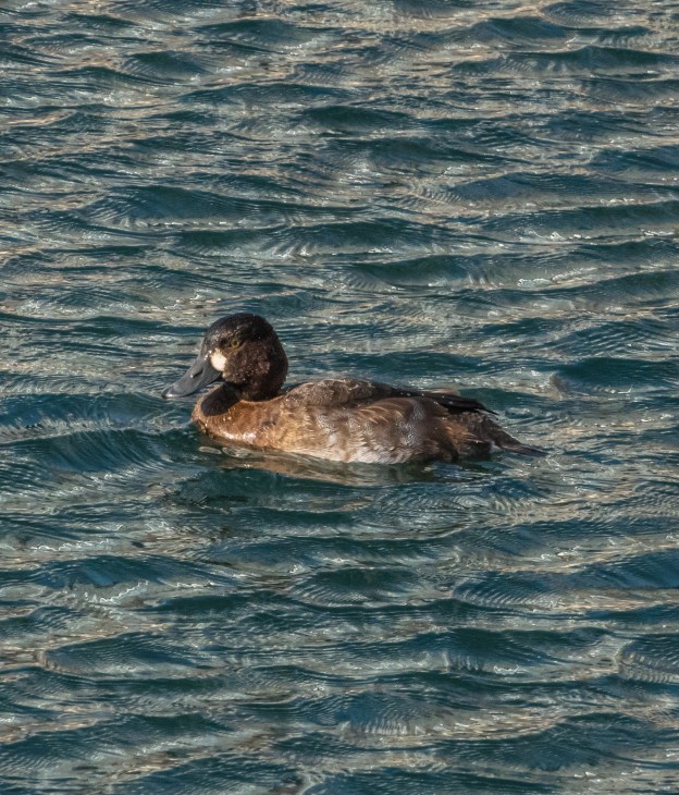 Identification of 9 Diving Duck Species: A Photographic Guide | Miles Hearn