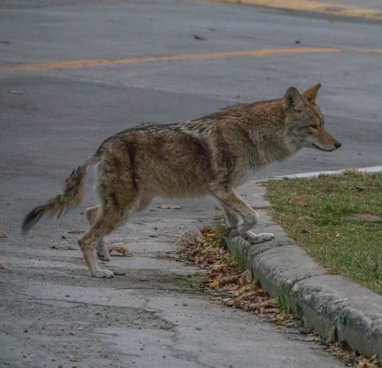 Coyote at Scarborough Bluffs: November 21, 2020 | Miles Hearn