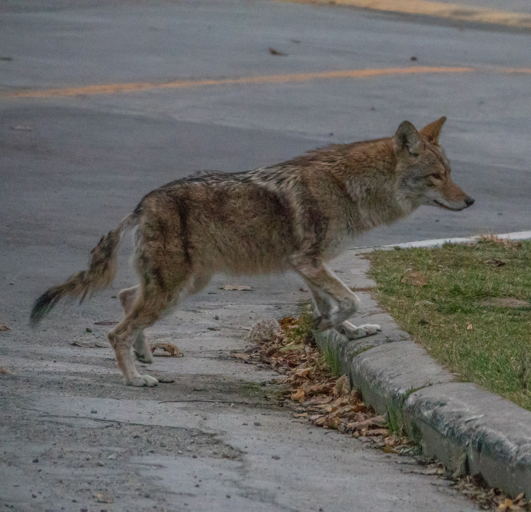 Coyote at Scarborough Bluffs: November 21, 2020 | Miles Hearn