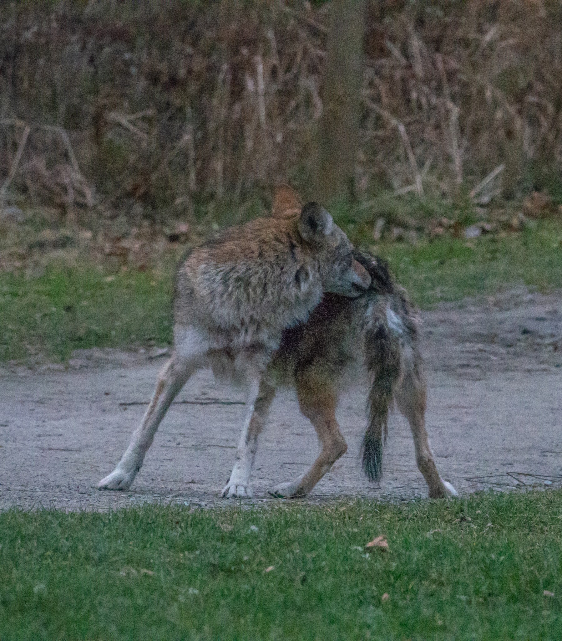 Coyote at Scarborough Bluffs: November 21, 2020 | Miles Hearn