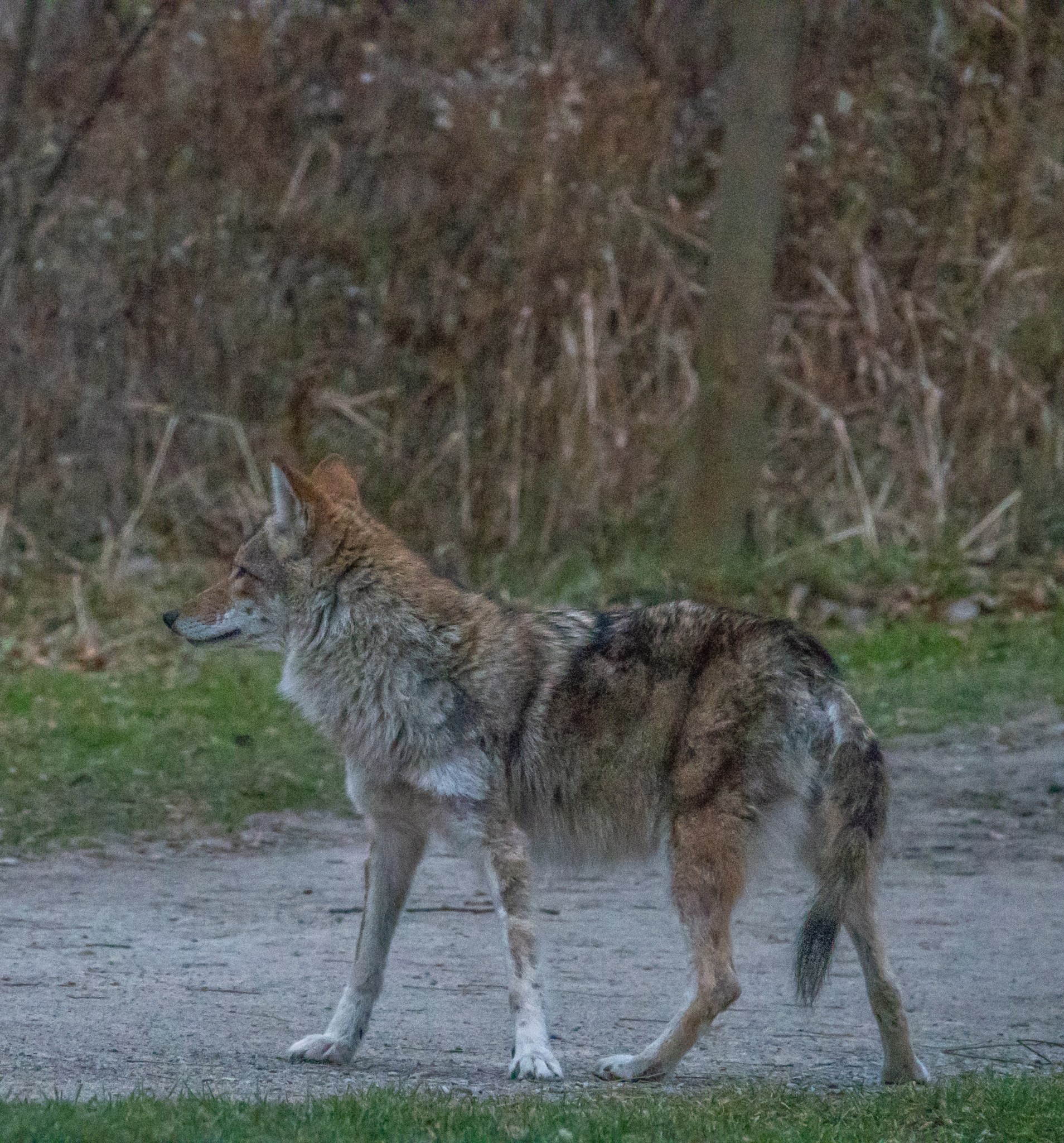Coyote at Scarborough Bluffs: November 21, 2020 | Miles Hearn