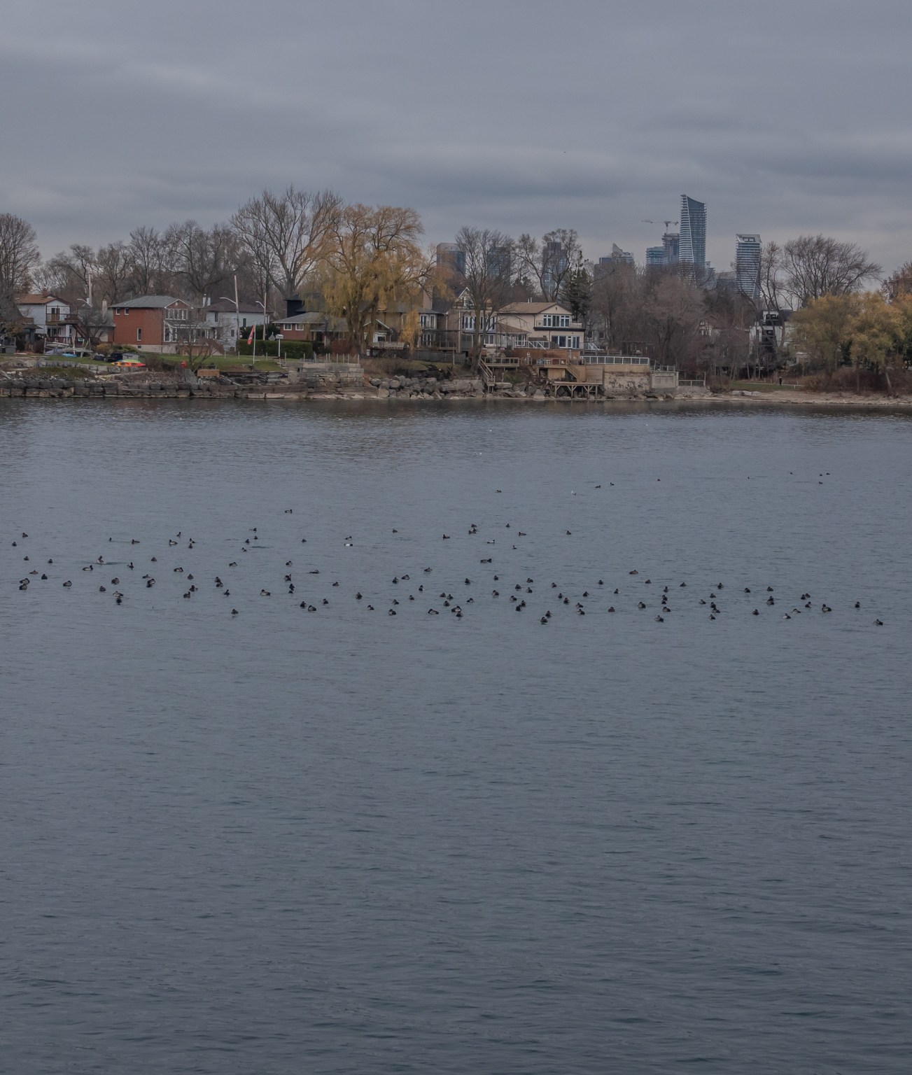 Identification of 9 Diving Duck Species: A Photographic Guide | Miles Hearn