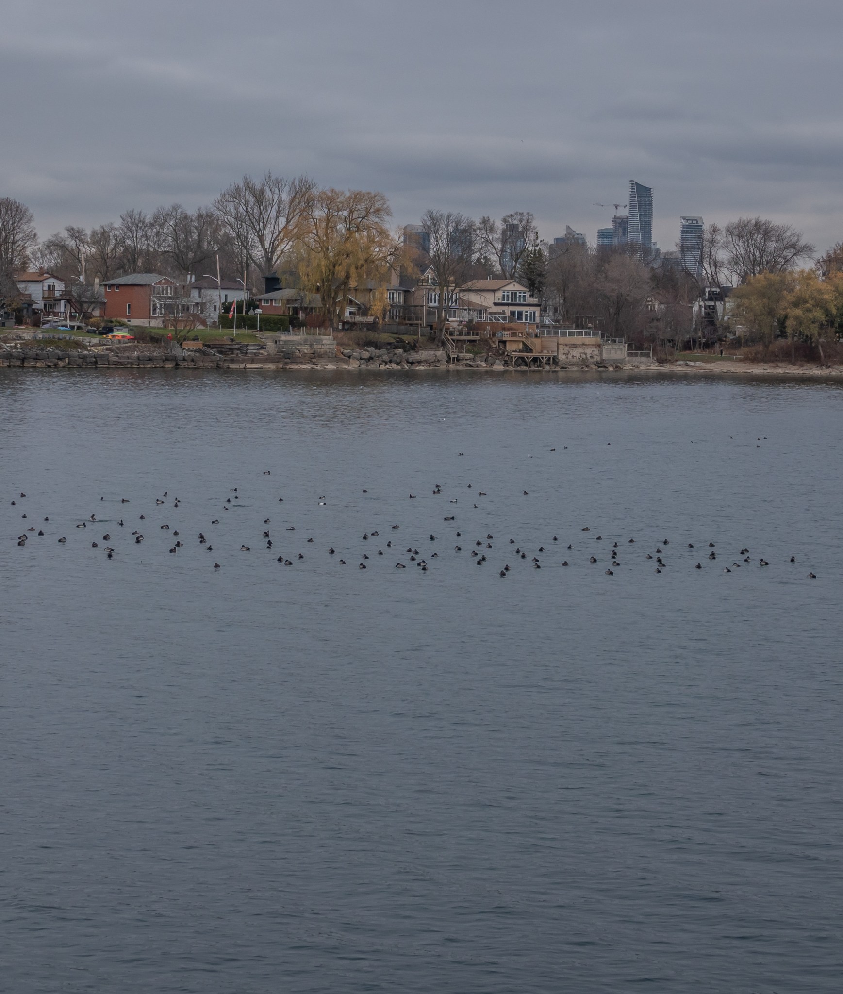Identification of 9 Diving Duck Species: A Photographic Guide | Miles Hearn