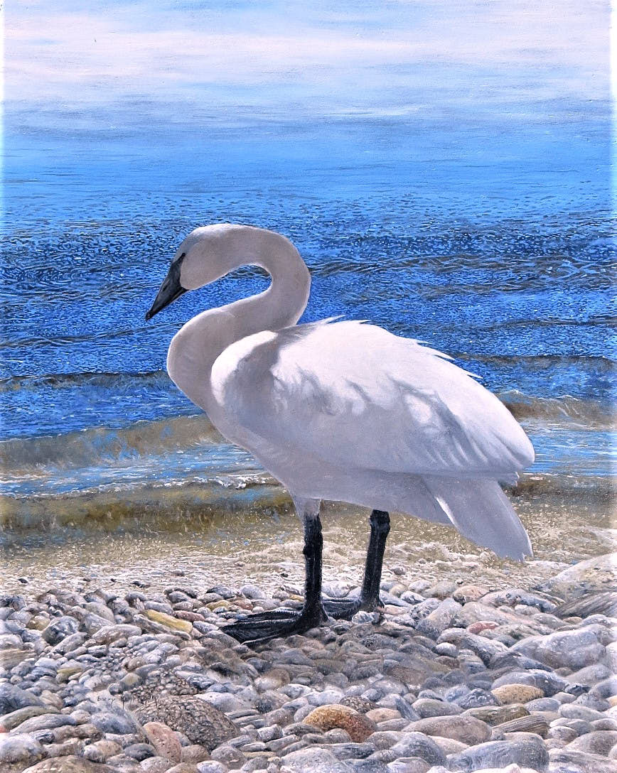 Trumpeter Swan (Cygnus buccinator): Barry Kent MacKay | Miles Hearn