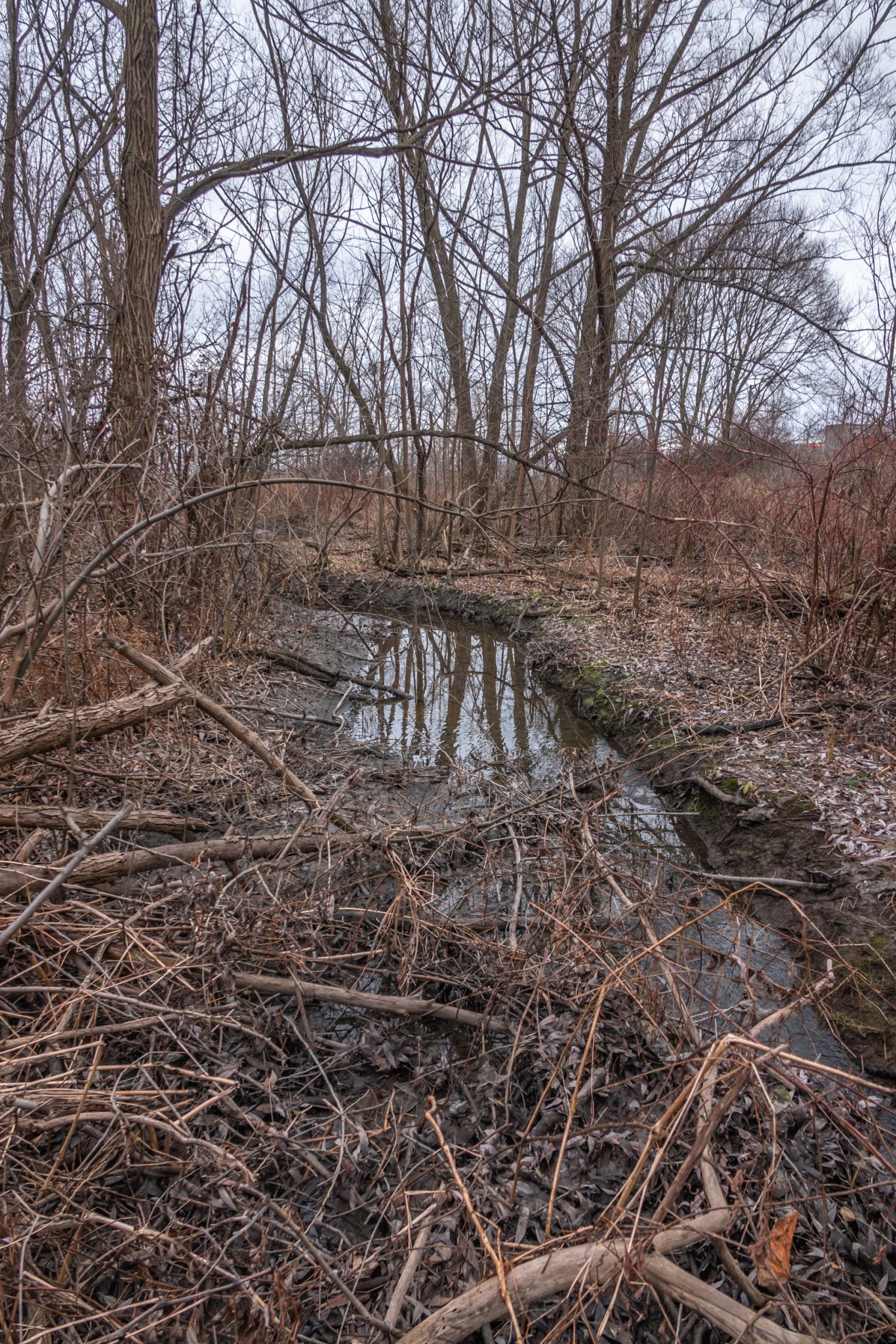 An Unusual Beach in Mississauga: December 2020 | Miles Hearn