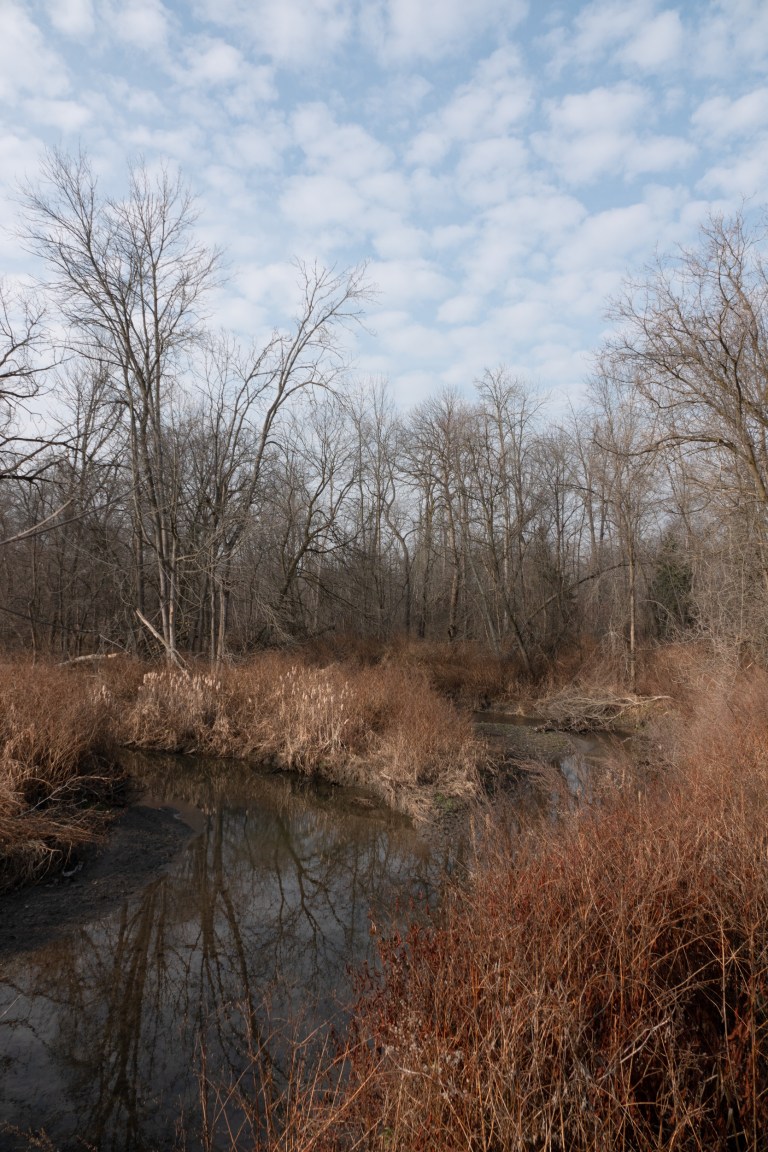Rattray Marsh Conservation Area: December 2020 | Miles Hearn