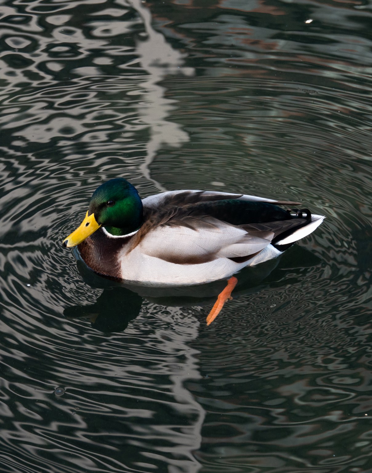 Best Place to See Winter Ducks: December 2020 | Miles Hearn