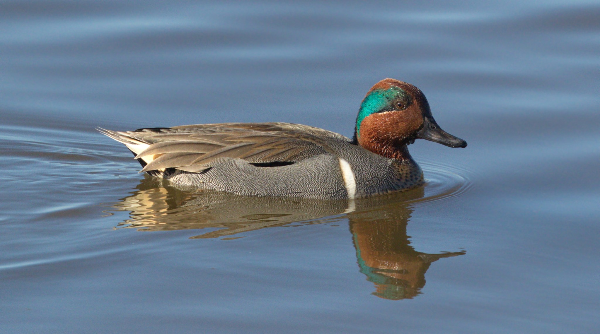 Rare Eurasian Teal at G. Ross Lord Park: January 2021 | Miles Hearn