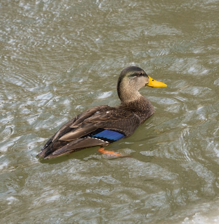 Photographic Identification Guide to Female Ducks / 21 Species | Miles ...